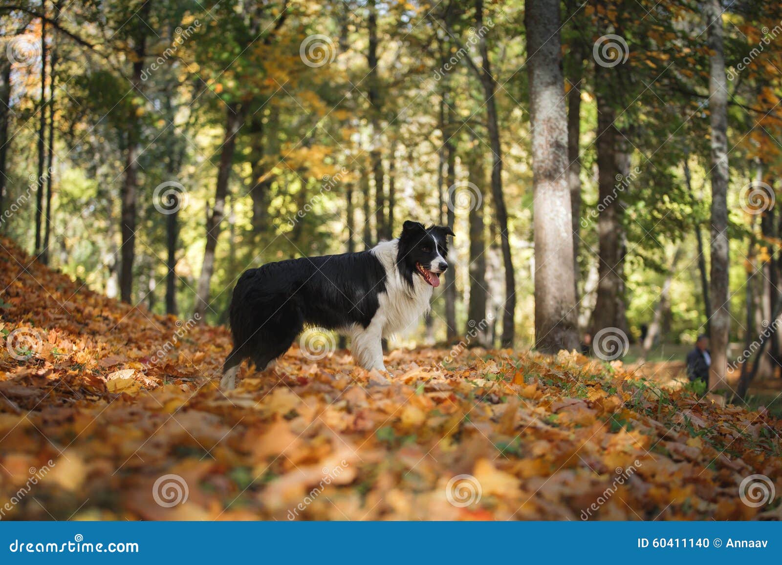 Dog breed Border Collie stock photo. Image of canine - 60411140