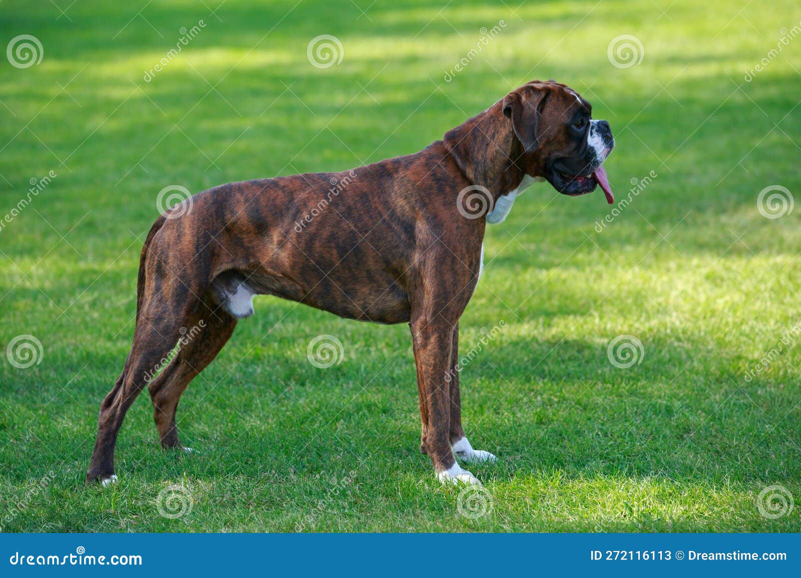 The dog breed Boxer stock image. Image of domestic, portrait - 272116113