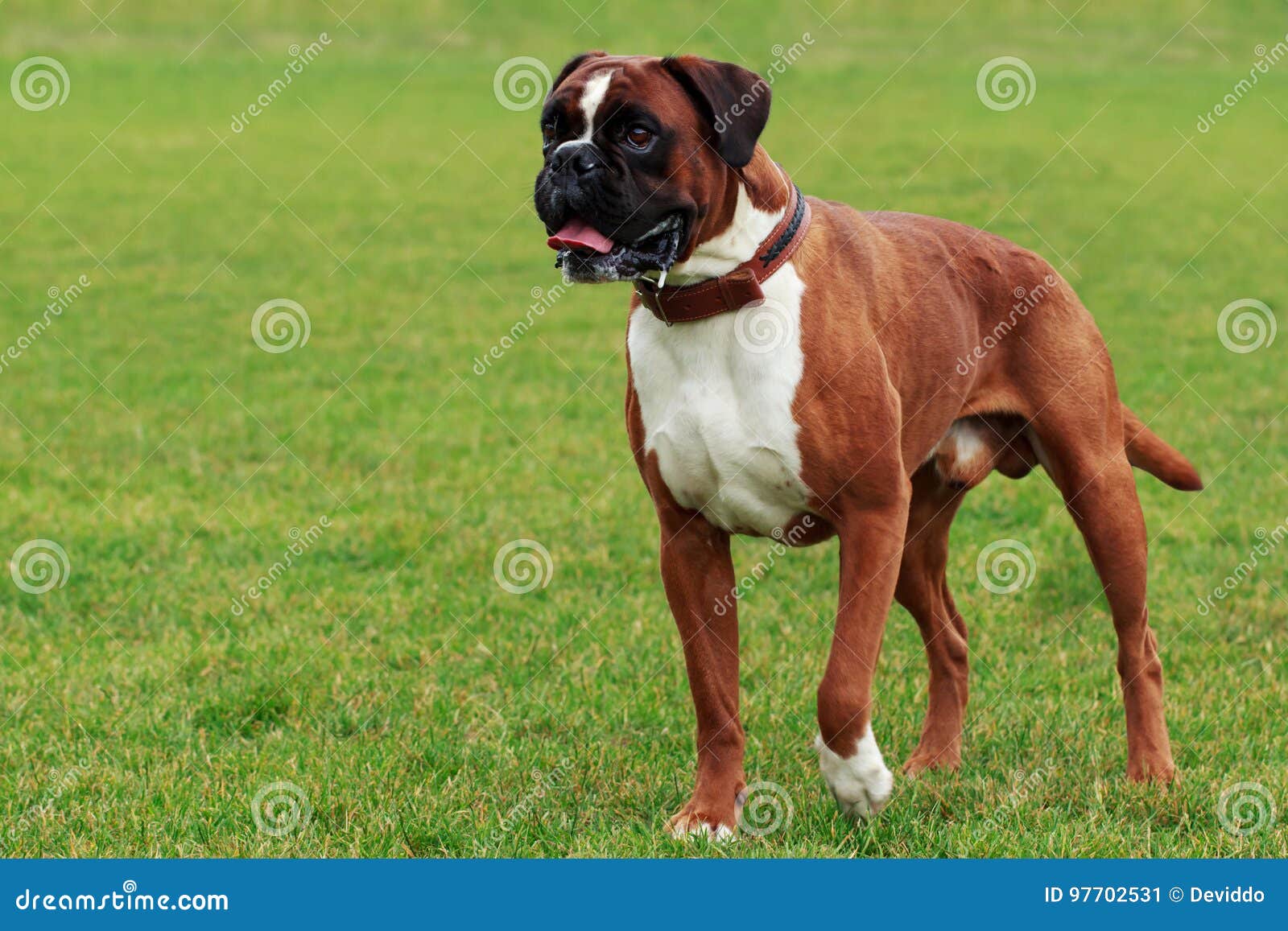 Dog breed Boxer stock image. Image of haired, play, small - 97702531