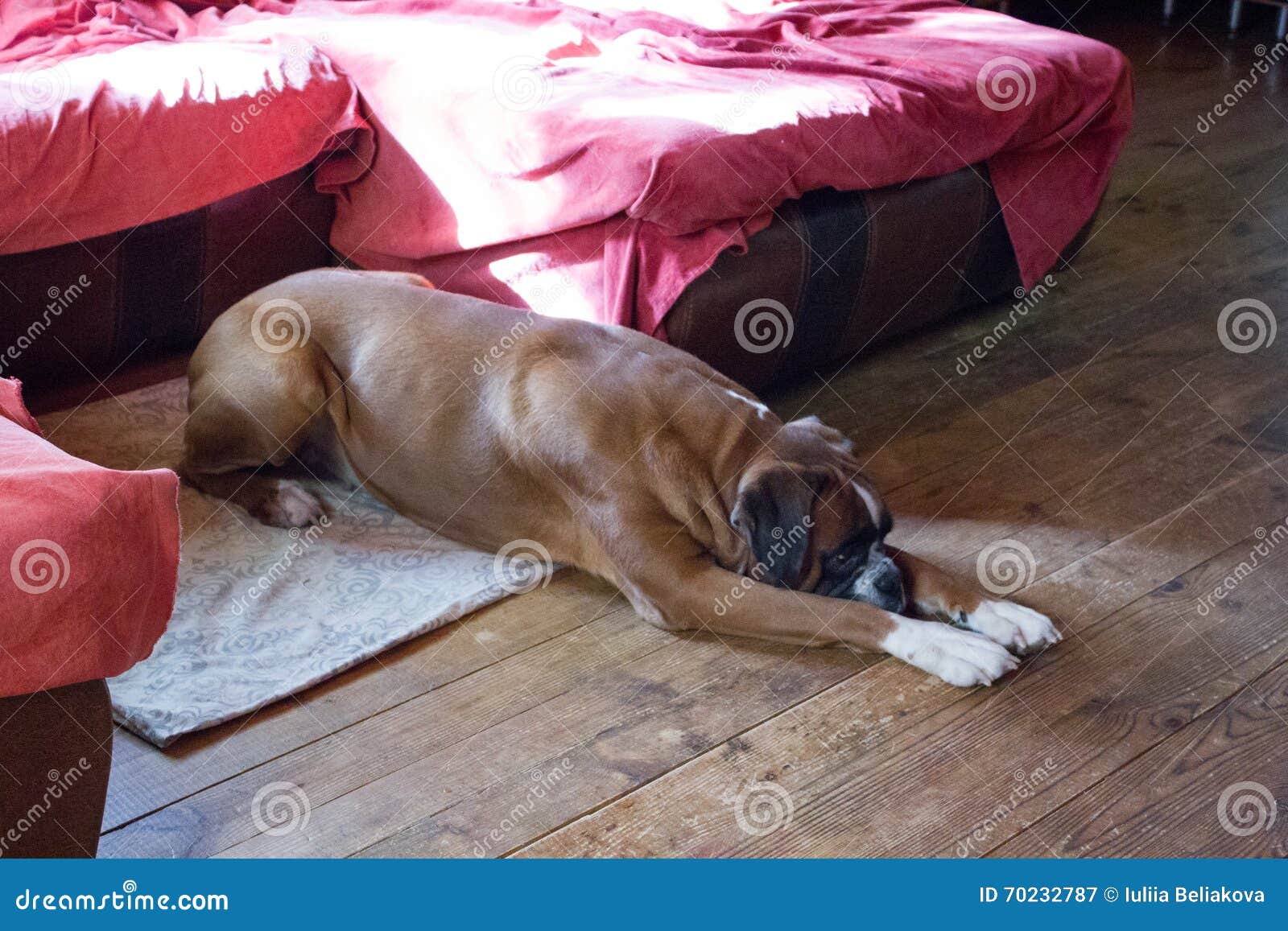 Boxer Lying Knocked Out In A Boxing Ring Stock Photo | CartoonDealer ...