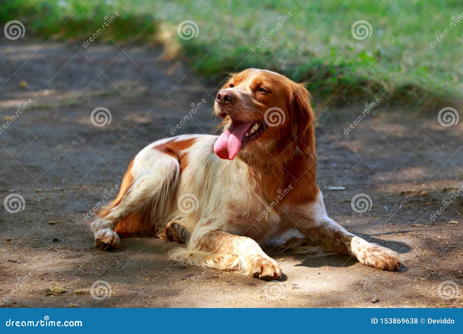 Dog breed Breton Spaniel stock photo. Image of outdoors - 153869638