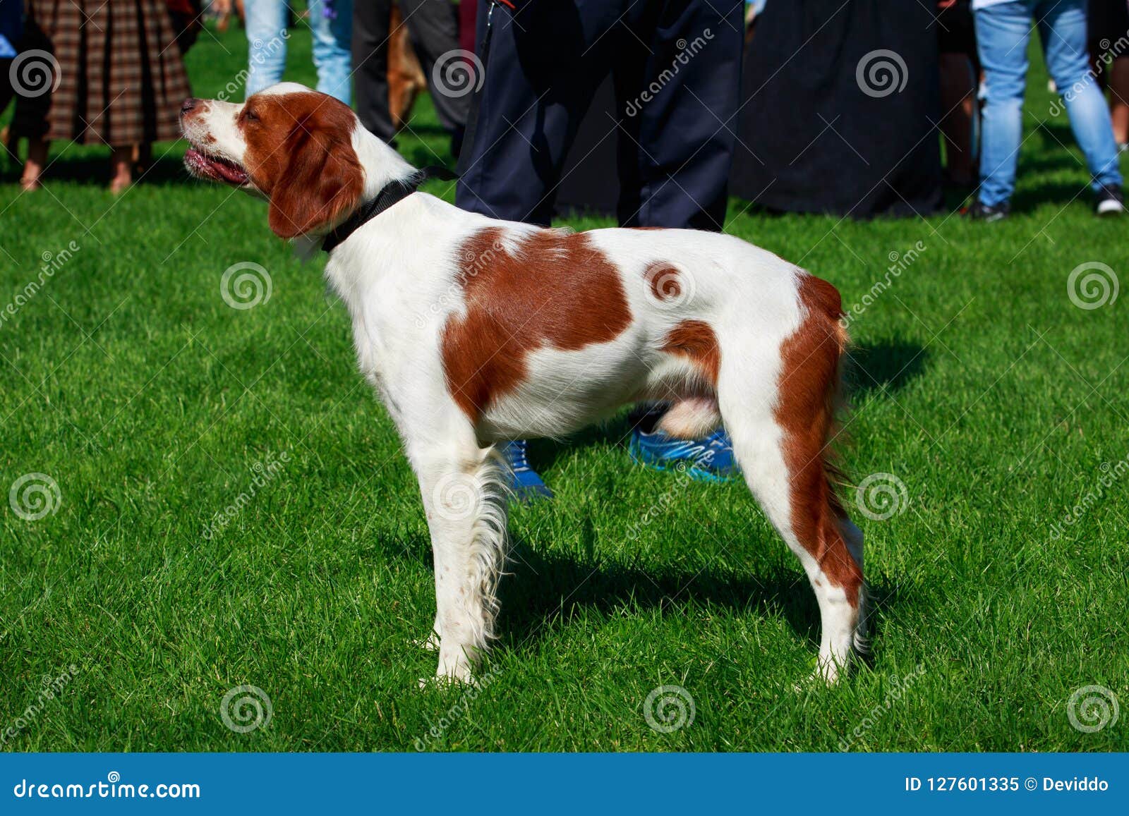 The Dog Breed Breton Spaniel Stock Image - Image of head, stand: 127601335