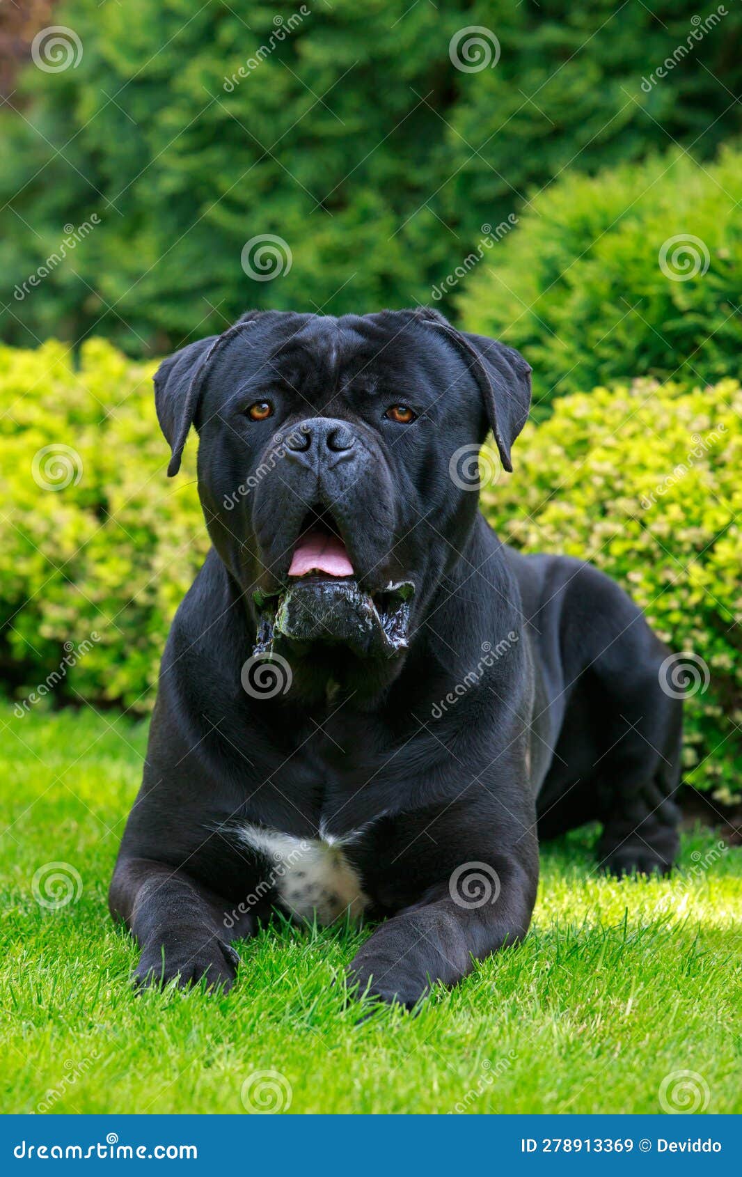 Dog Breed Cane Corso Italiano Stock Image - Image of animal, domestic ...