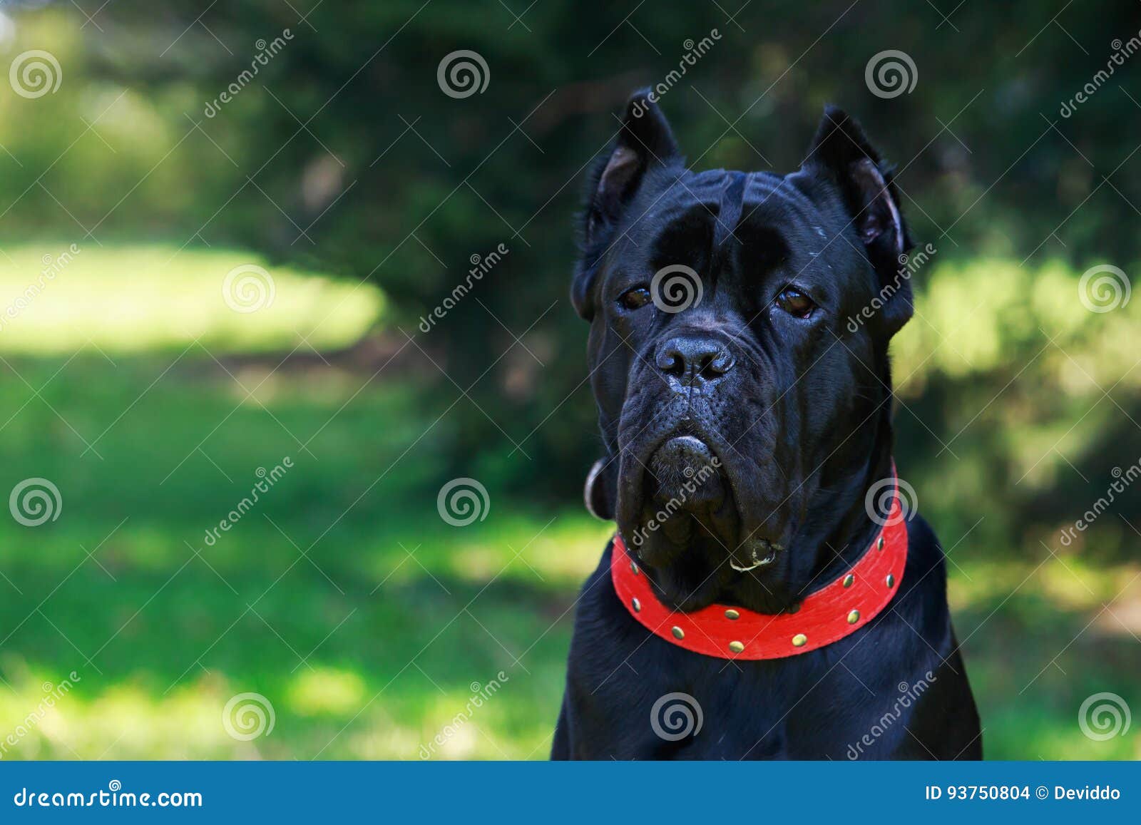 Dog Breed Cane Corso Italiano Stock Photo - Image of canine, outdoors ...