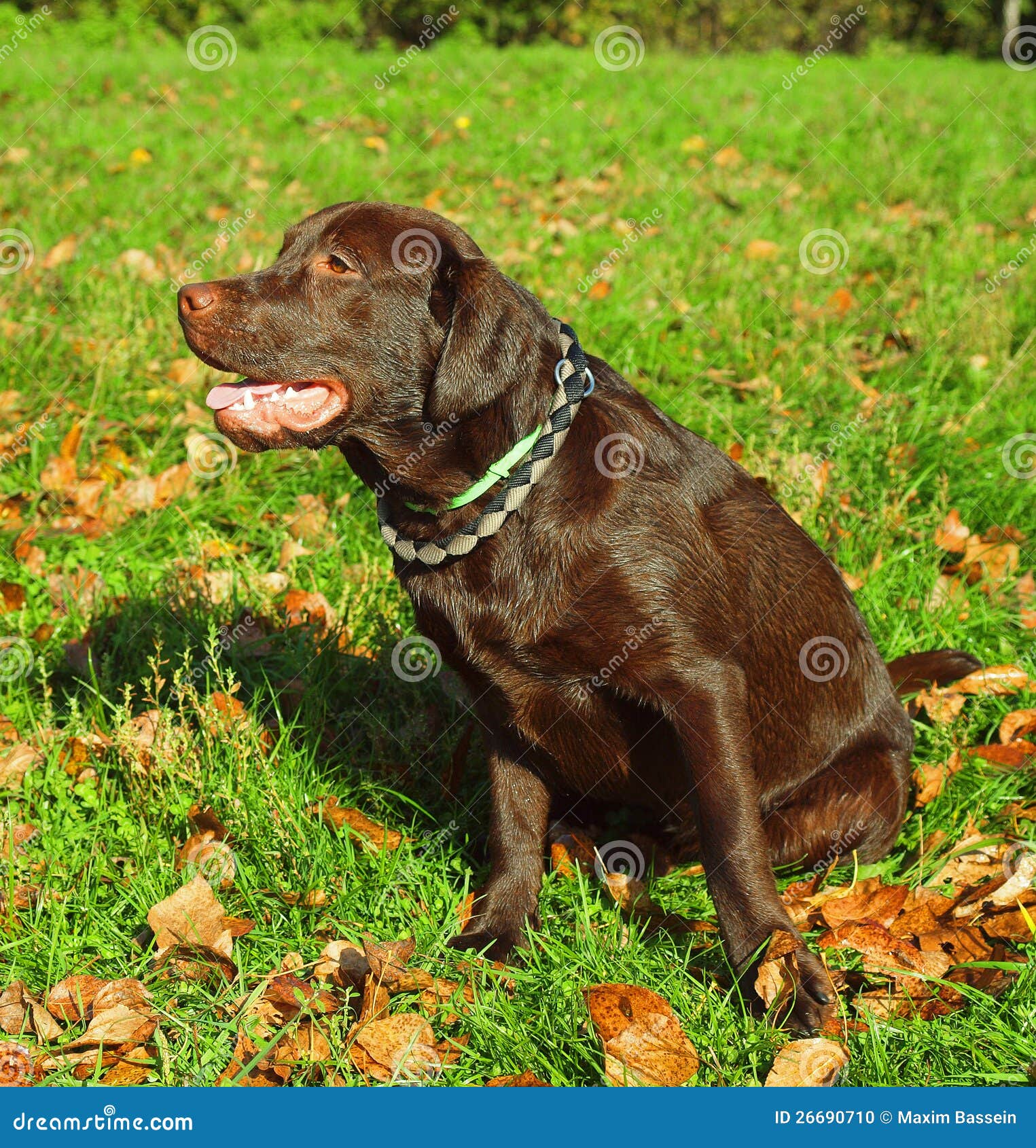 Dog Breed Chocolate Labrodor Stock Photo - Image of animals, front ...
