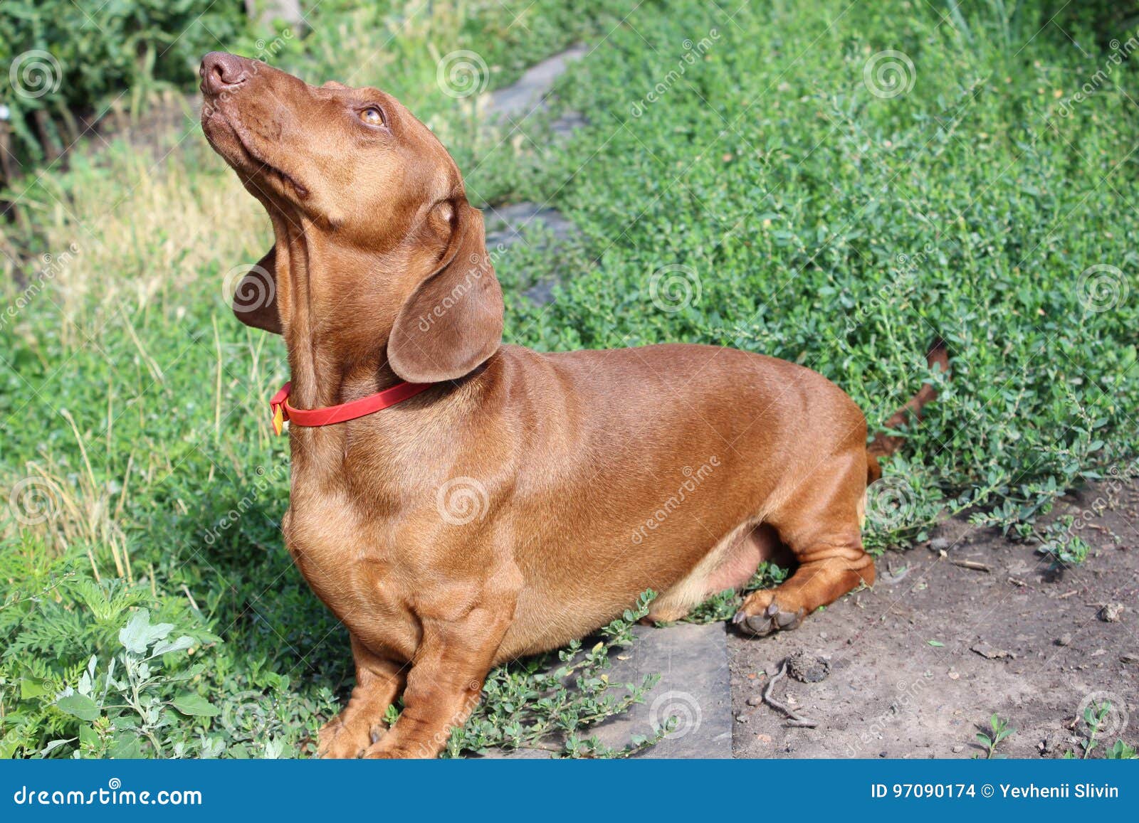 Dog breed dachshund stock photo. Image of green, cute - 97090174