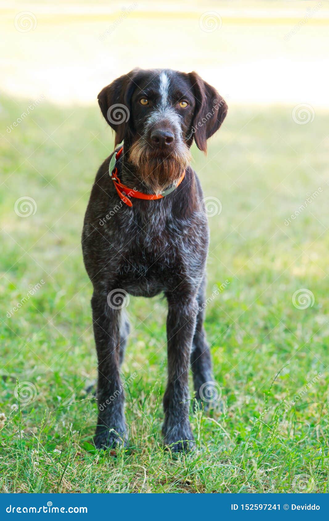 Dog breed Drahthaar stock image. Image of german, meadow - 152597241