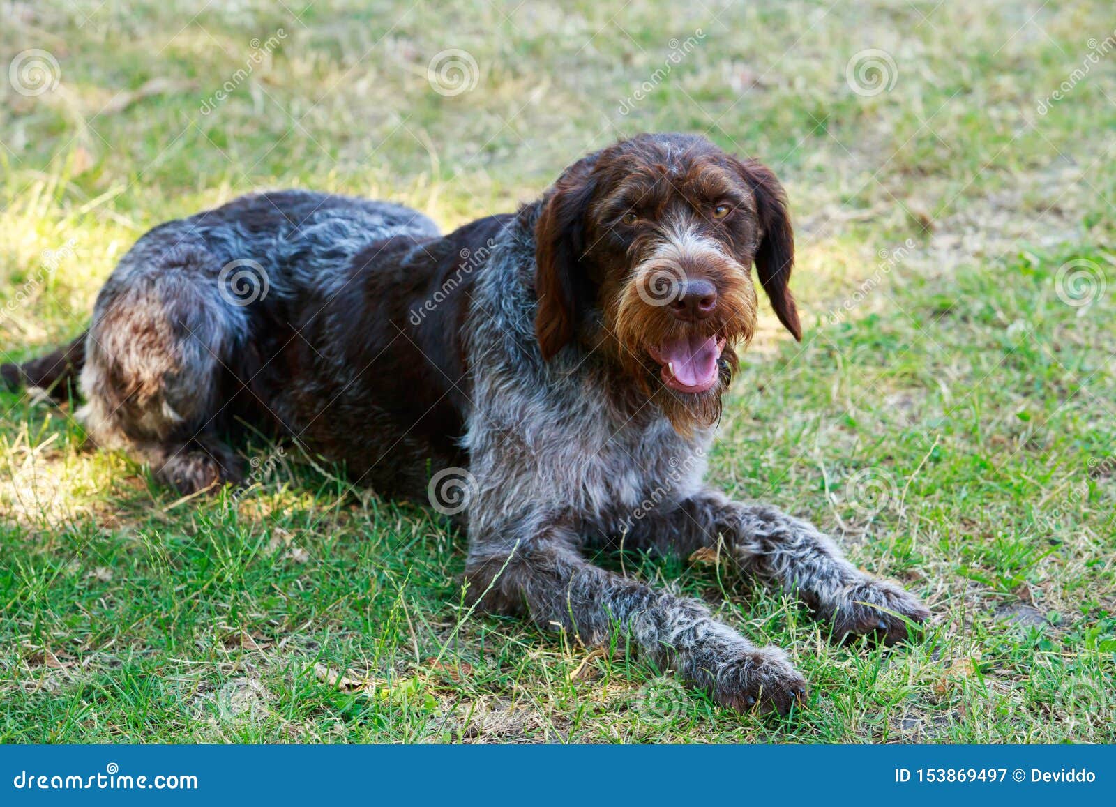 Dog breed Drahthaar stock image. Image of drahthaar - 153869497
