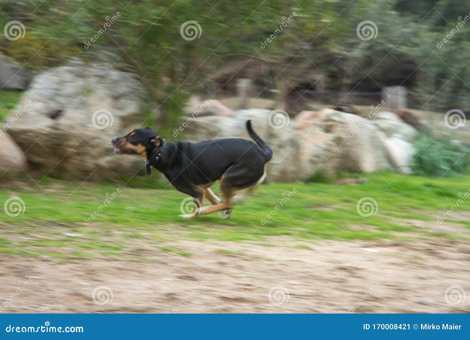 Dog Breed Equal To the Rottweiler that Runs To Attack with Panning ...