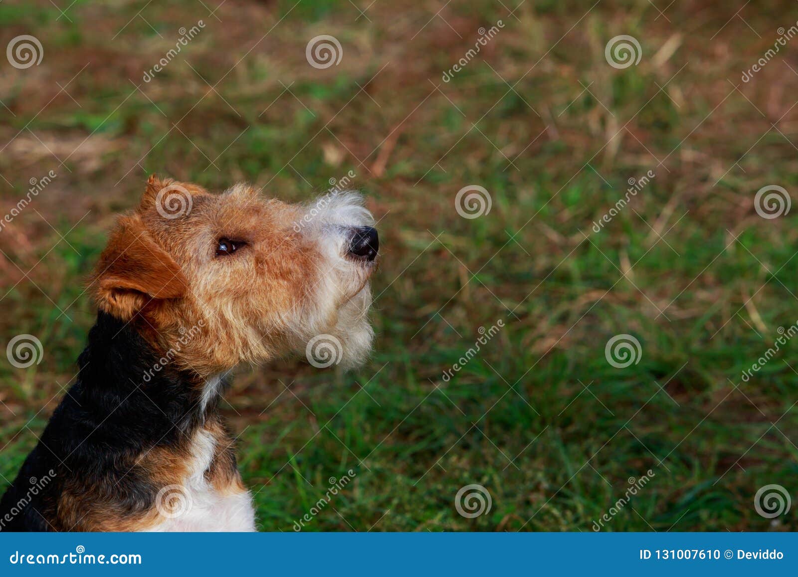 Dog breed Fox terrier stock photo. Image of sitting - 131007610