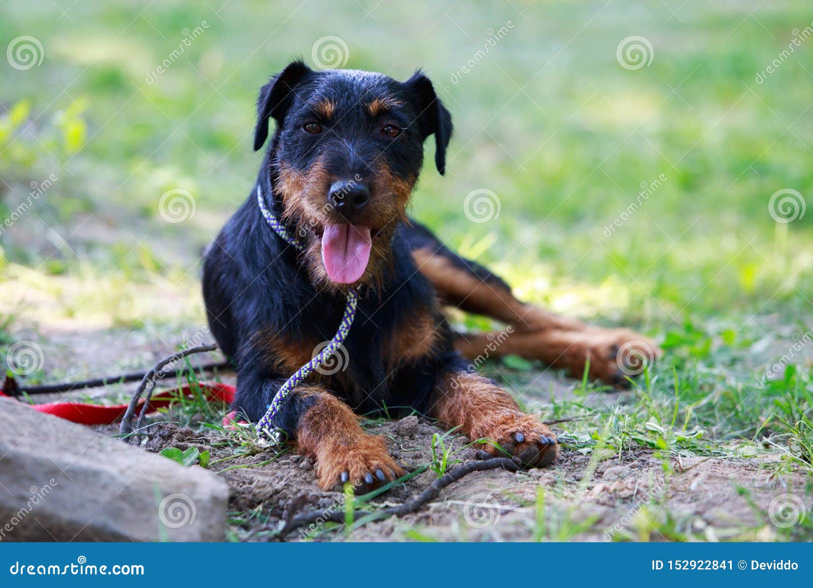 Dog Breed German Jagdterrier Stock Image - Image of little, glade ...