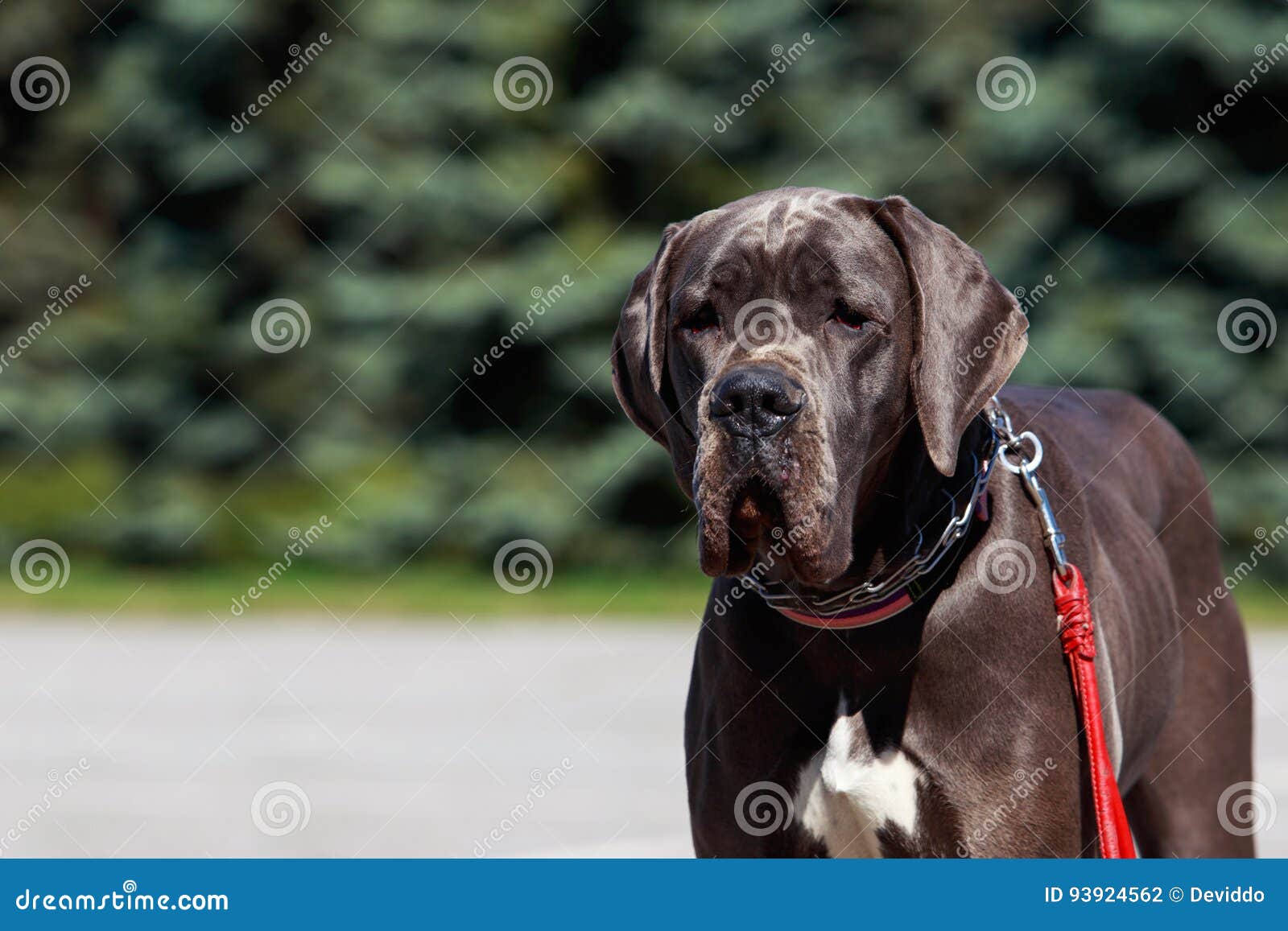 Dog breed german mastiff stock photo. Image of outdoors - 93924562
