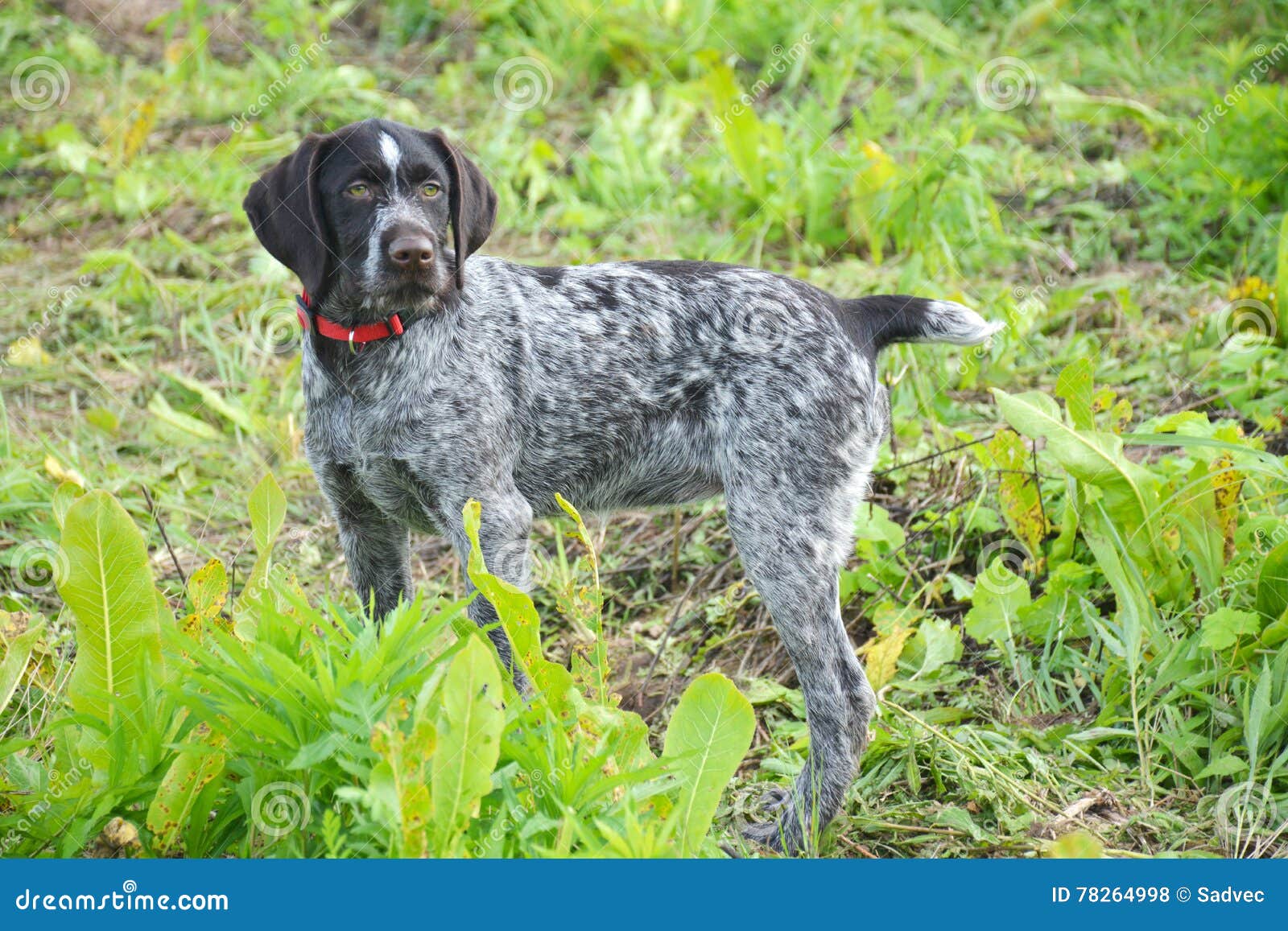 Dog breed German Pointer stock photo. Image of arrow - 78264998