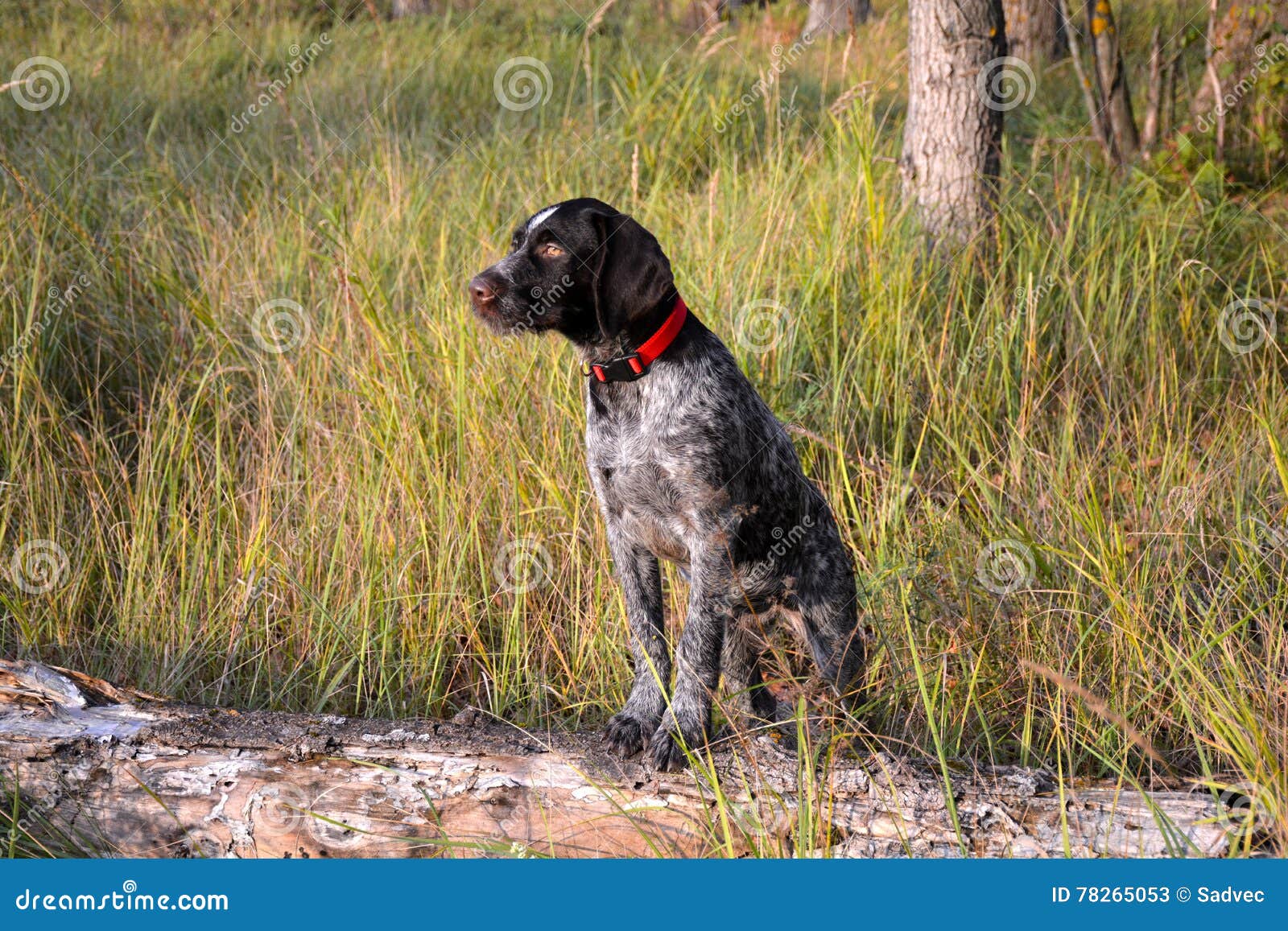 Dog breed German Pointer stock image. Image of head, eater - 78265053