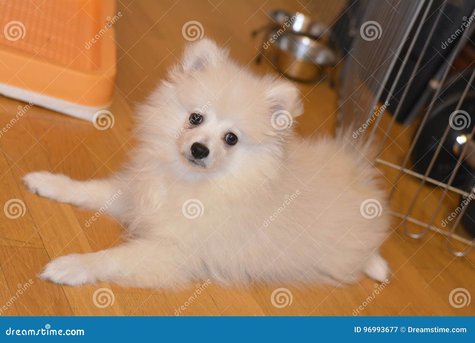 Dog breed German Spitz stock image. Image of active, breed - 96993677