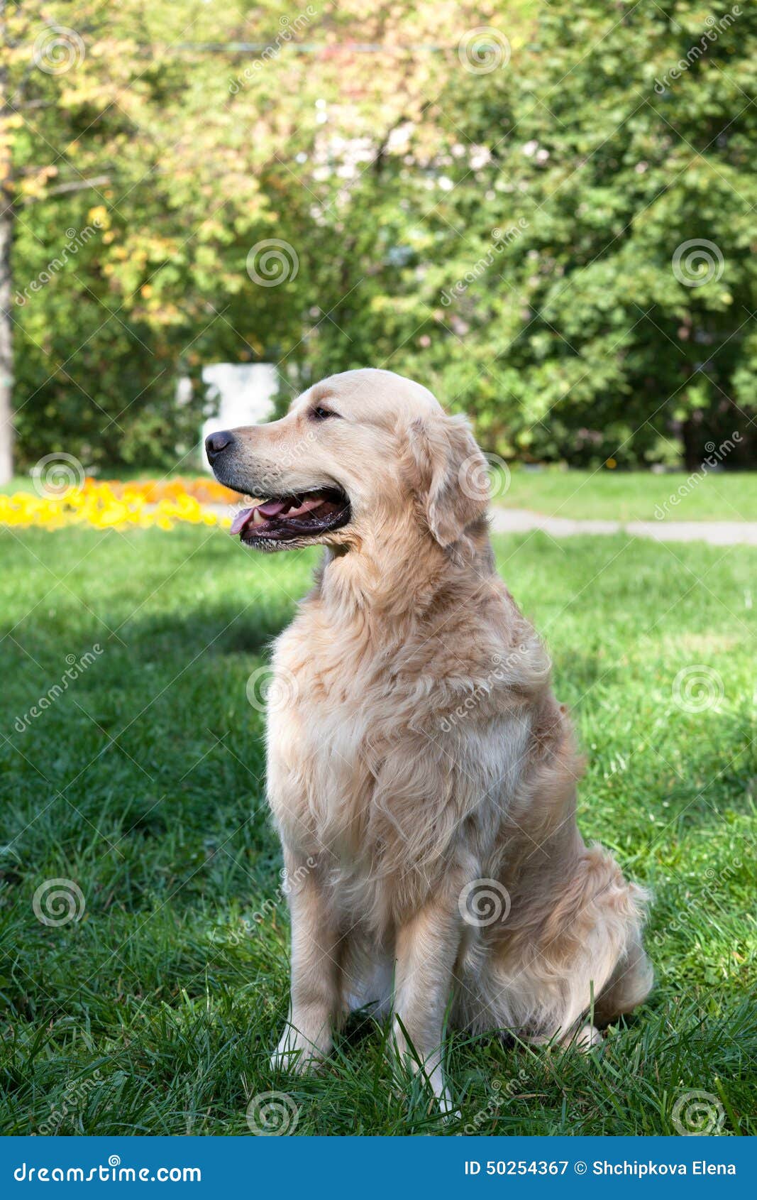 Dog of Breed Golden Retriver Stock Image - Image of outdoor, color ...