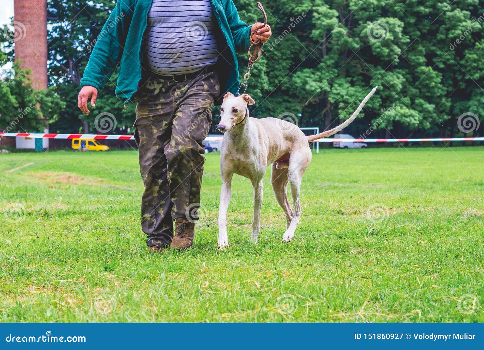 Dog Breed Greyhound while Walking with Yours Master_ Stock Image ...