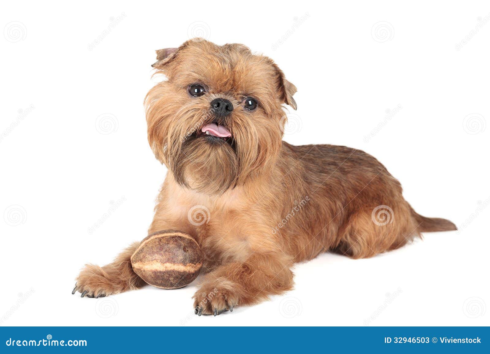 Dog of breed griffin stock image. Image of portrait, animals - 32946503