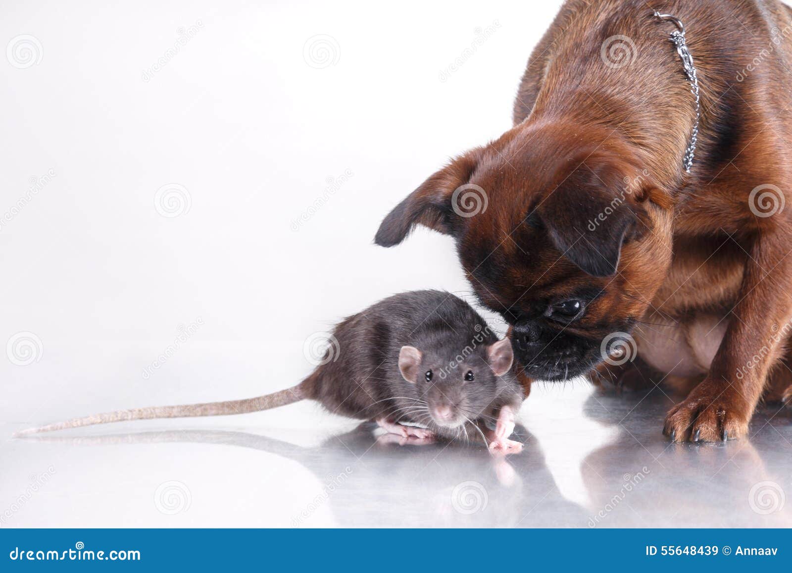 Dog Breed Griffon Brabanson and Gray Rat Stock Image - Image of dogs ...