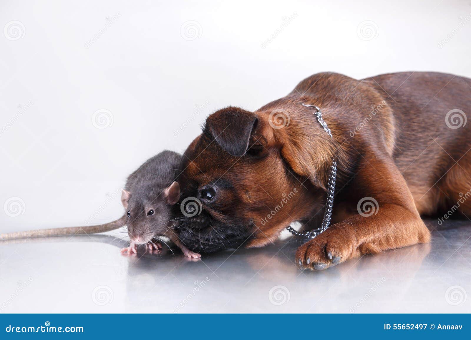 Dog Breed Griffon Brabanson and Gray Rat Stock Image - Image of animal ...