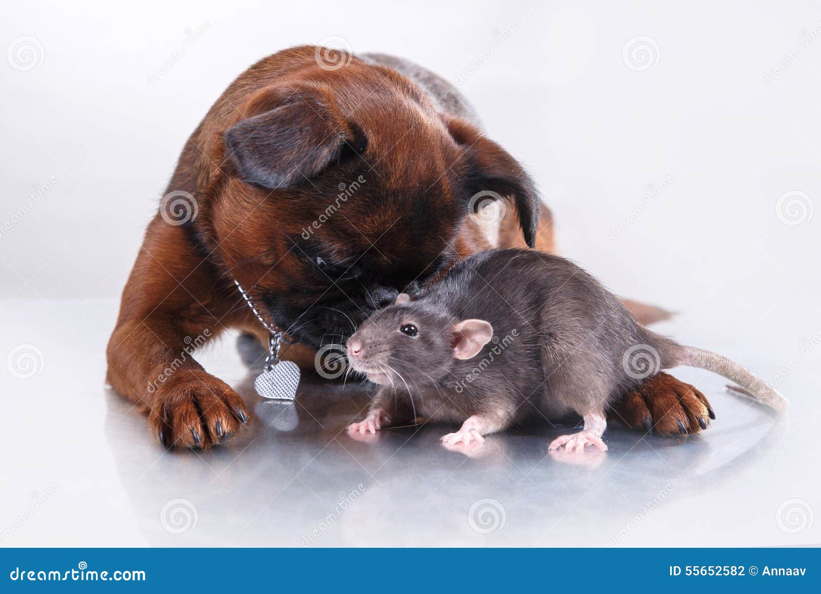 Dog Breed Griffon Brabanson and Gray Rat Stock Photo - Image of looking ...