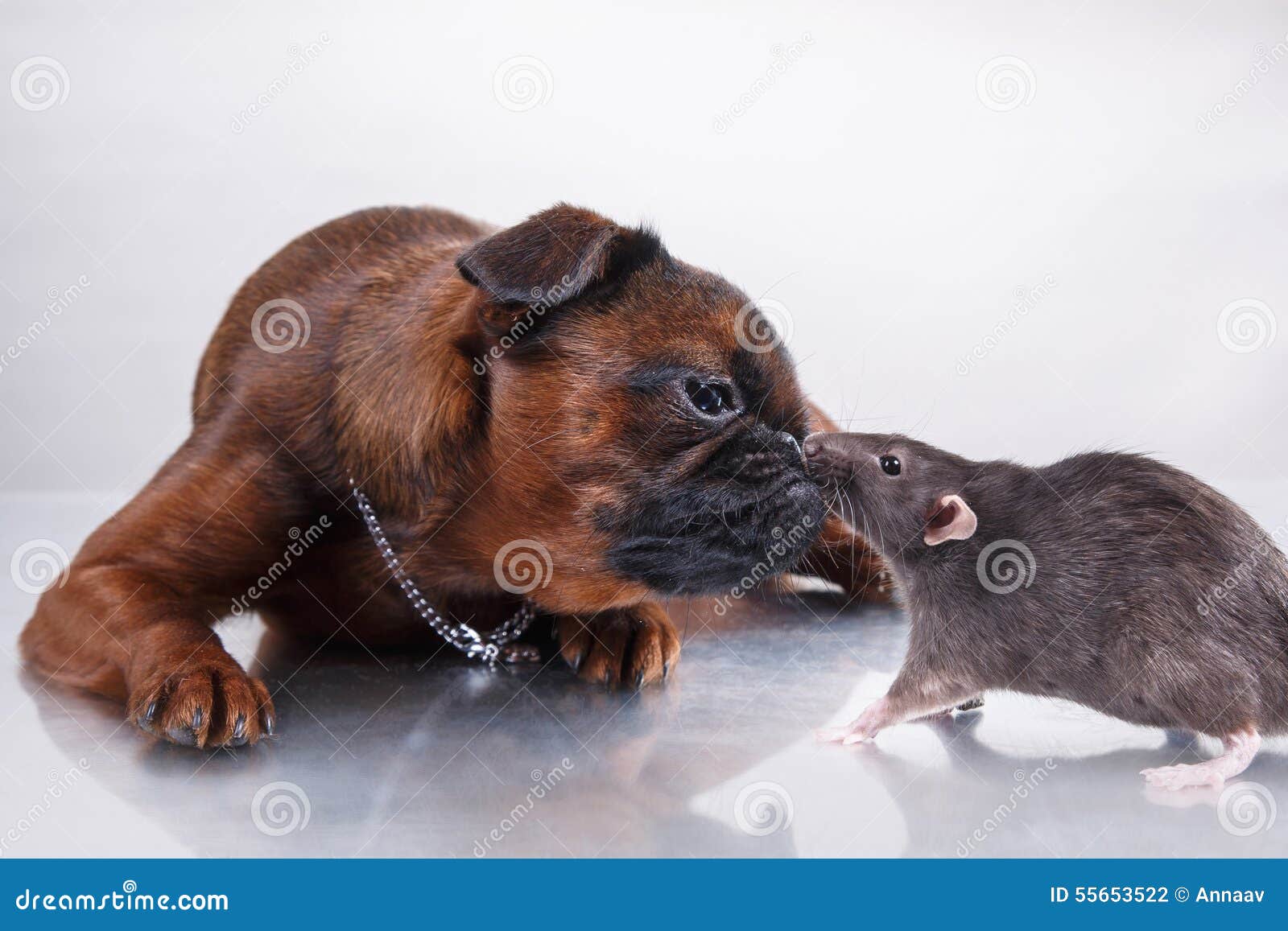 Dog Breed Griffon Brabanson and Gray Rat Stock Photo - Image of ...