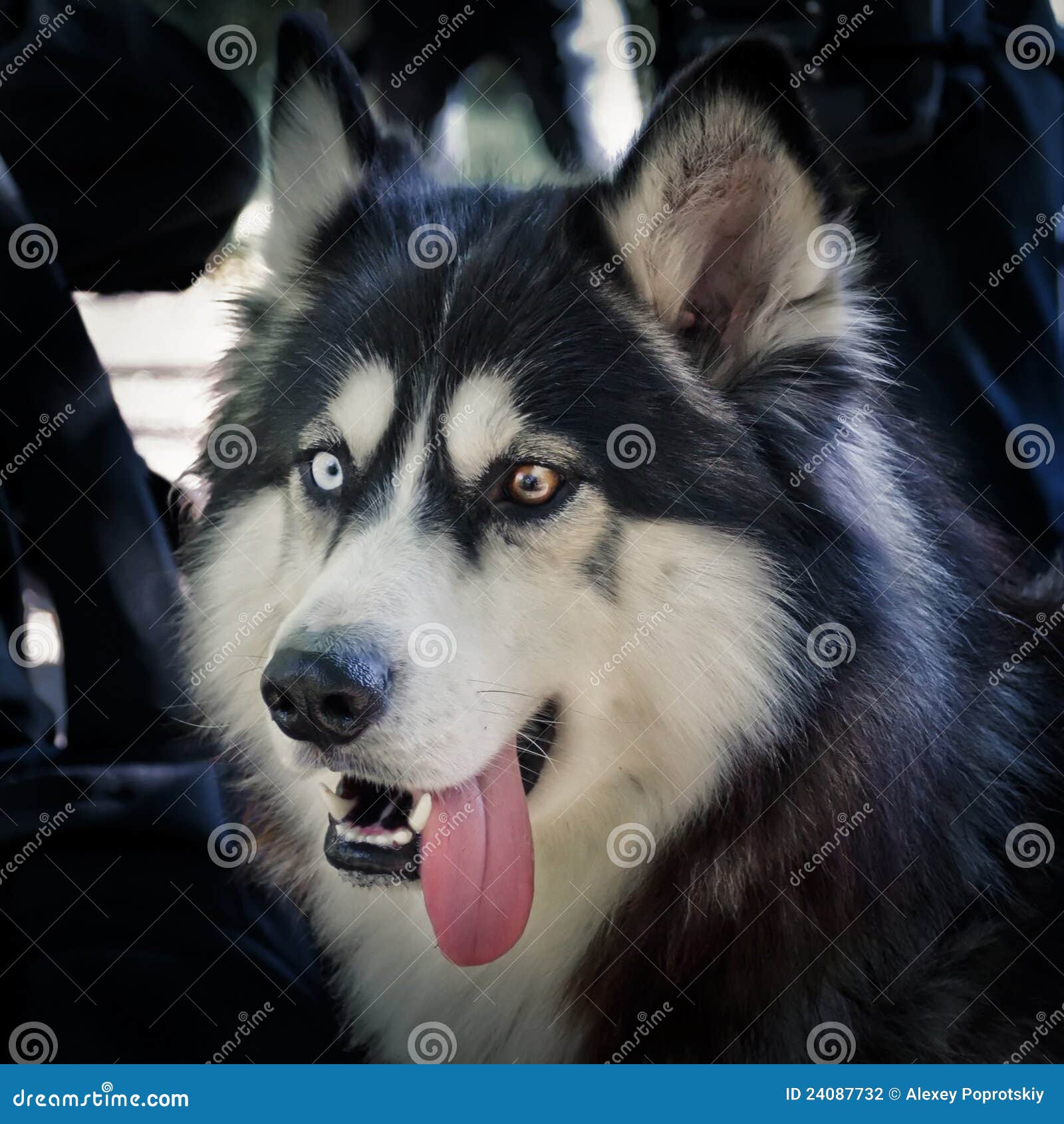 Dog Breed Husky stock photo. Image of head, snout, animal - 24087732