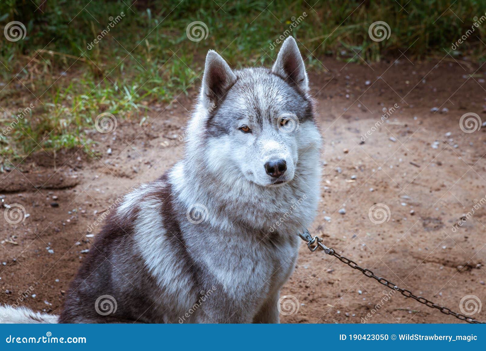 Dog Breed Husky Portrait Looking at the Camera Stock Photo - Image of ...
