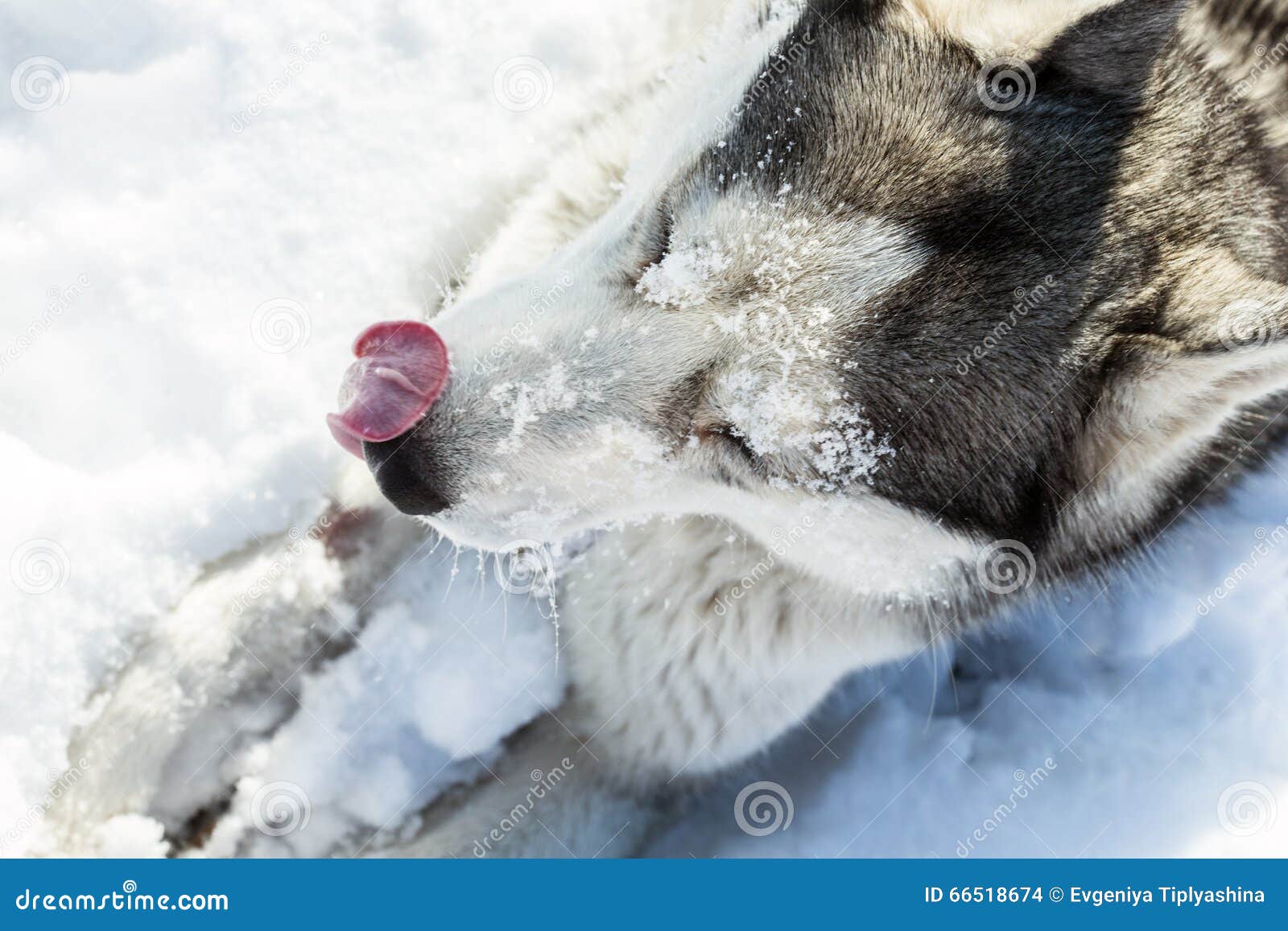 Dog breed Husky stock photo. Image of snout, sled, cute - 66518674