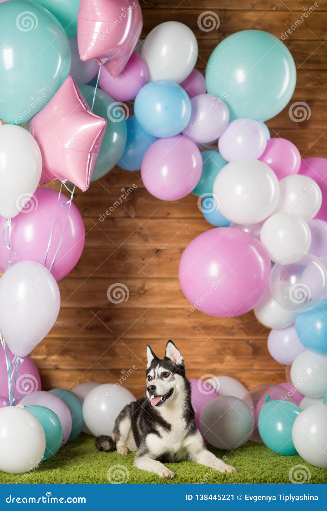 Dog breed Husky stock image. Image of studio, puppy - 138445221