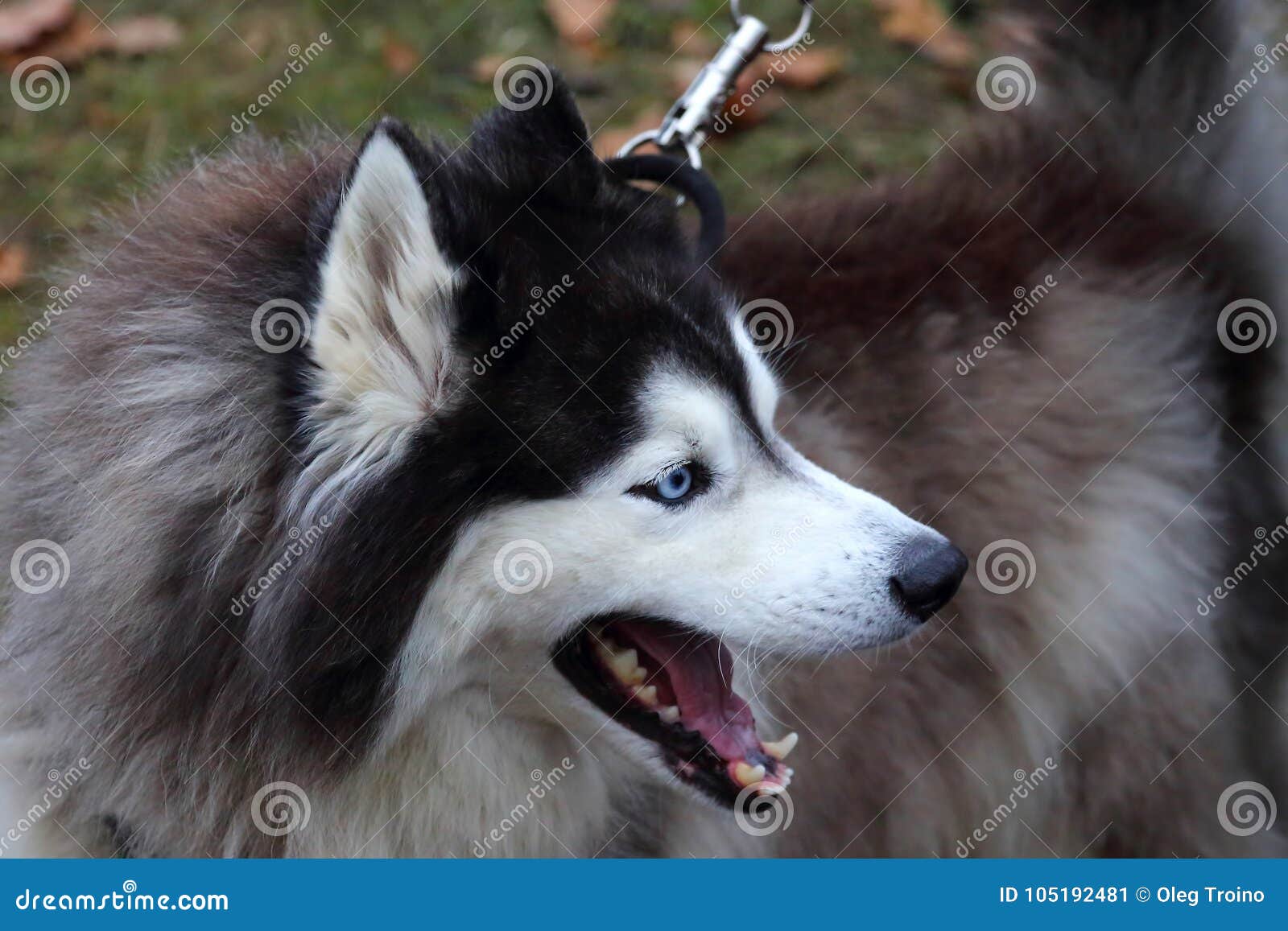 Dog breed husky for a walk stock image. Image of furry - 105192481