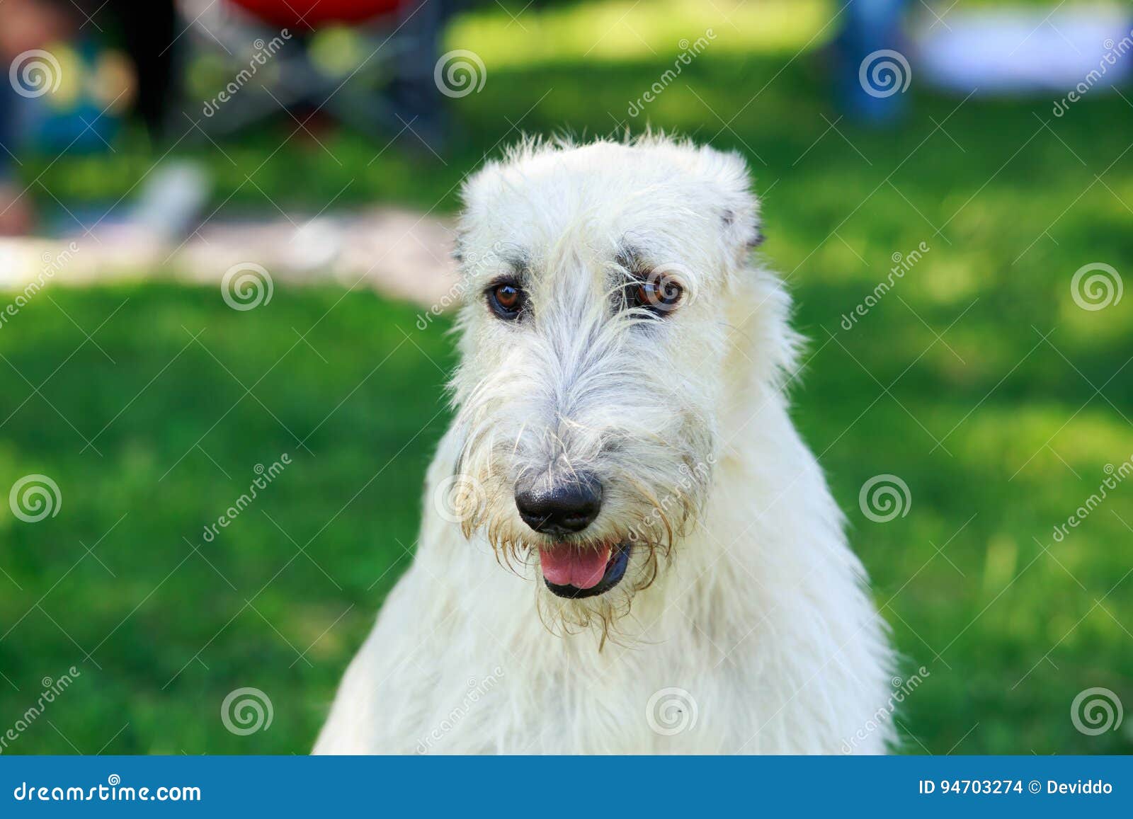 Dog breed Irish Wolfhound stock photo. Image of eyes - 94703274