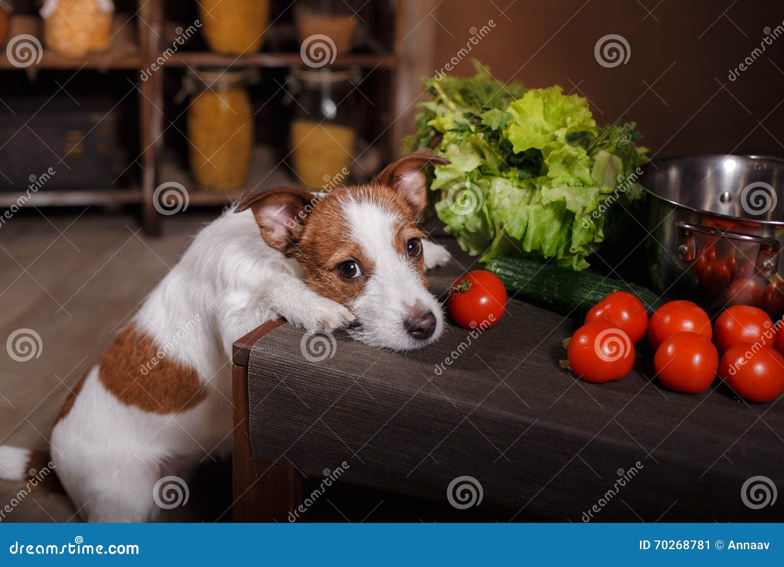 Dog Breed Jack Russell Terrier and Foods are on the Table in the ...