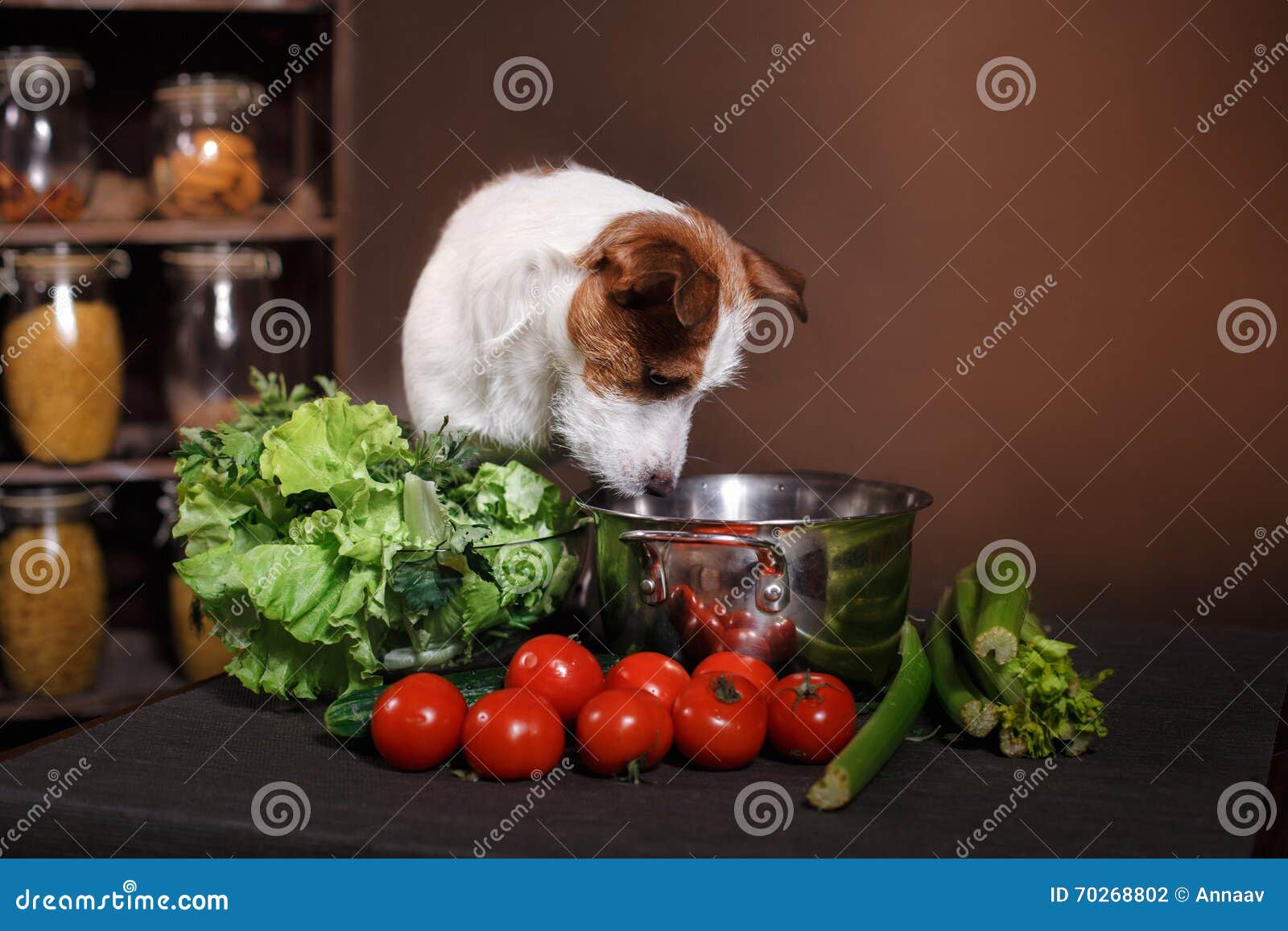 Dog Breed Jack Russell Terrier and Foods are on the Table in the ...
