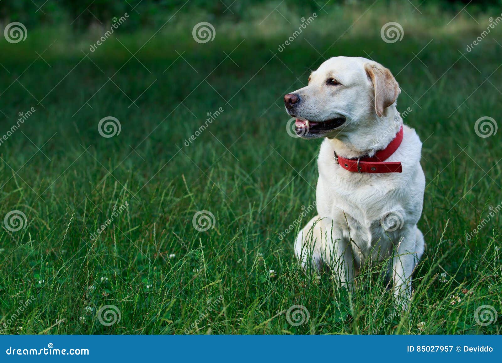 Dog breed Labrador stock image. Image of looking, solitude - 85027957
