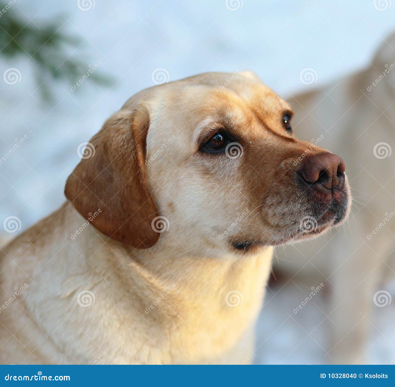 Dog Of Breed Labrador A Retriever. Stock Photo - Image of animal ...