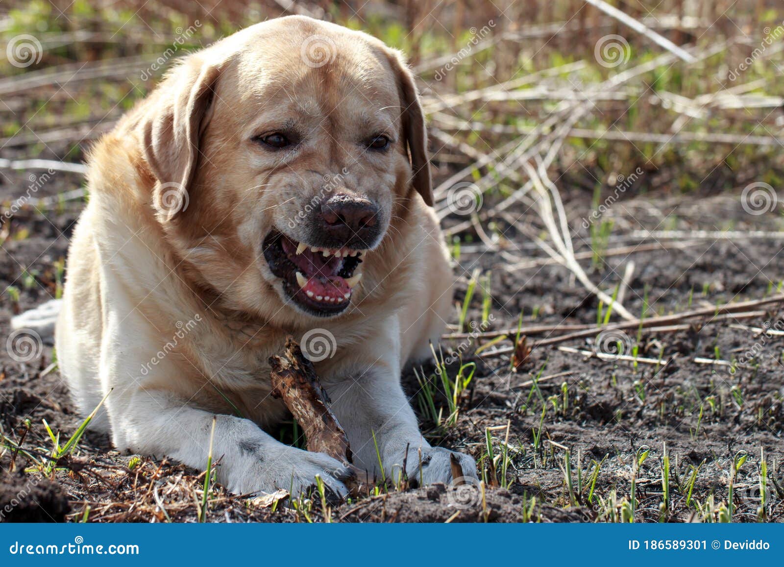 Dog Breed Labrador Retriever Stock Image - Image of breed, autumn ...