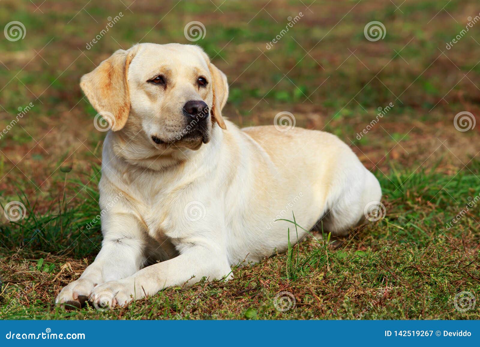 Dog Breed Labrador Retriever Stock Image - Image of short, beige: 142519267
