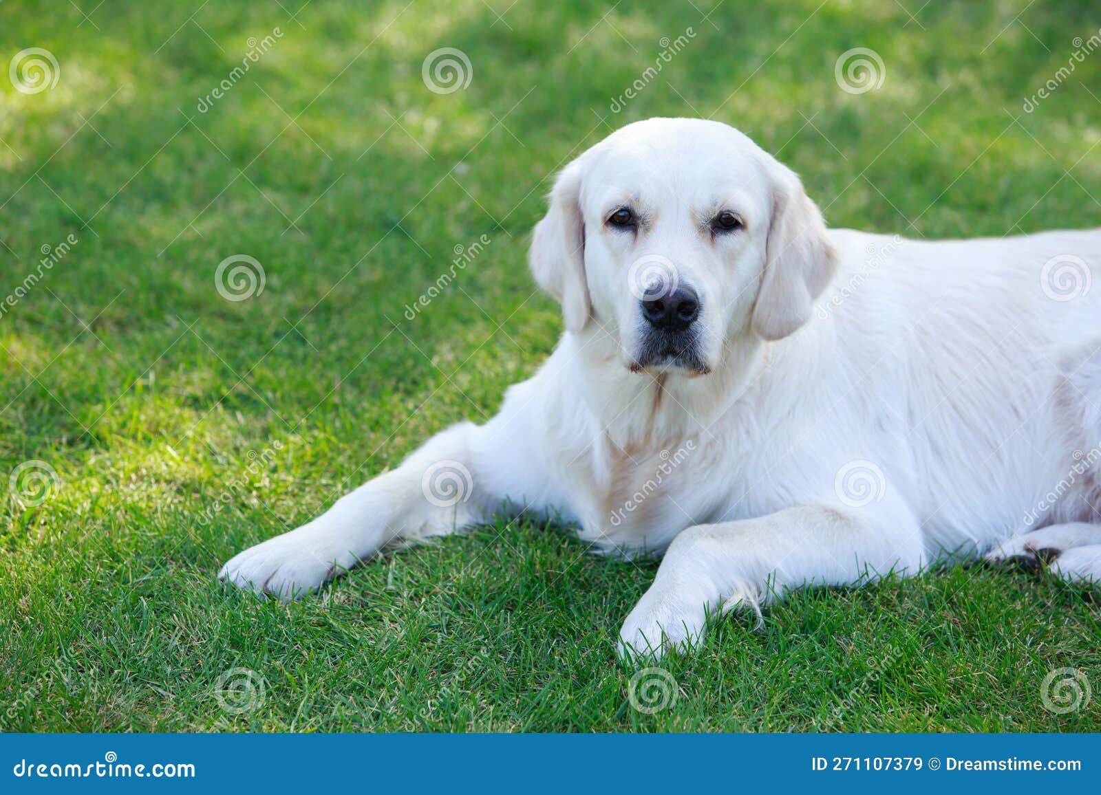 Dog Breed Labrador Retriever Stock Image - Image of pedigreed, pose ...