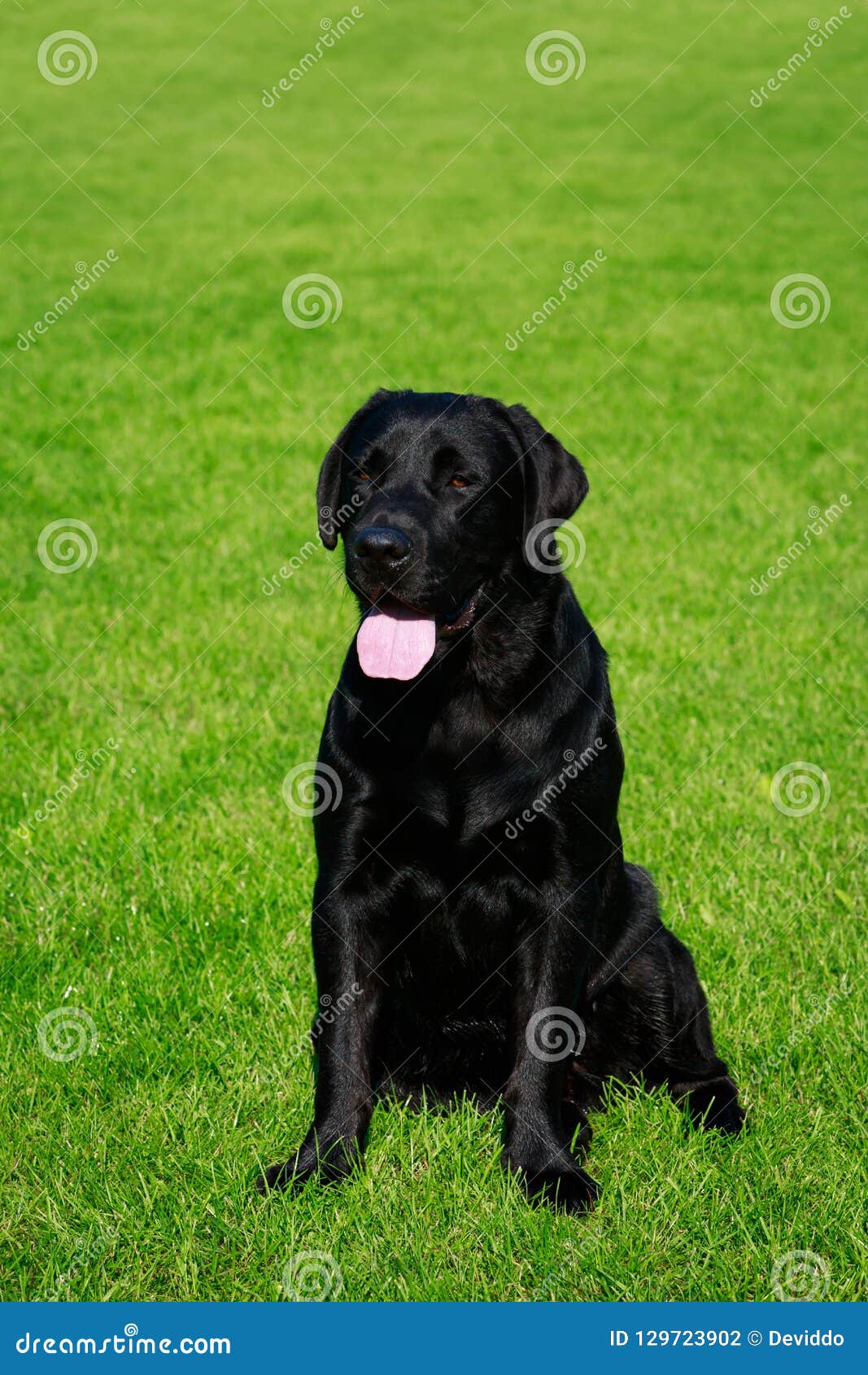 Dog breed Labrador stock photo. Image of collar, wool - 129723902