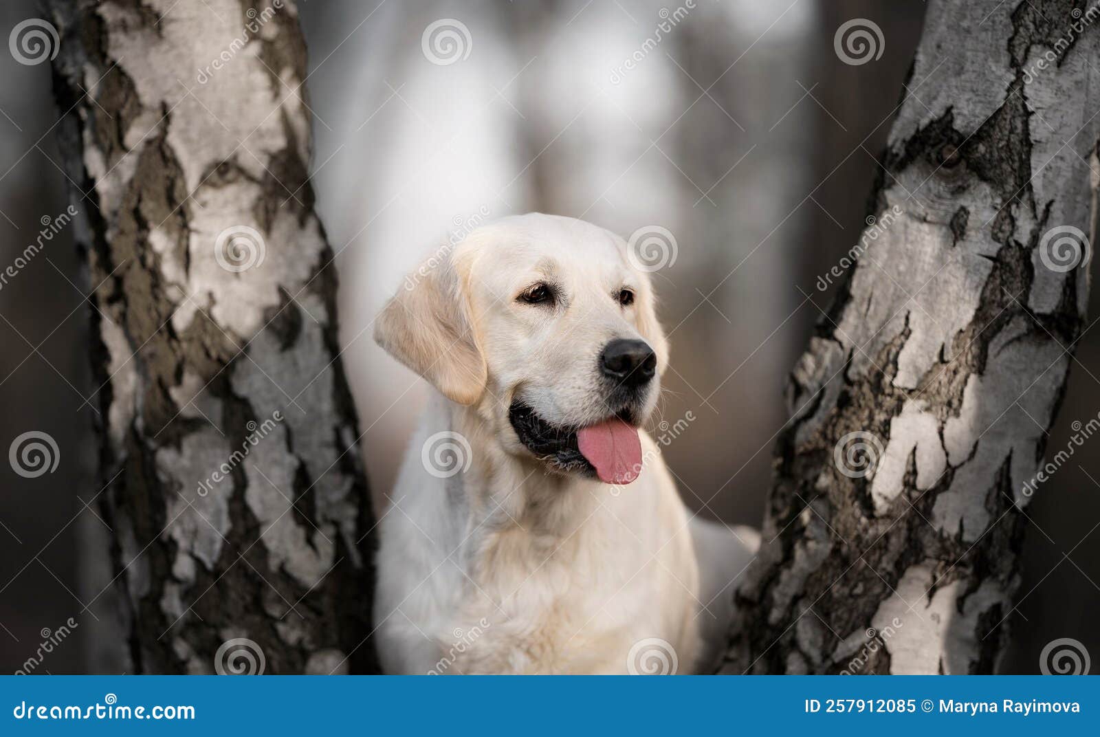 A Dog Breed Labrador between Trees Stock Image - Image of fluffy, white ...
