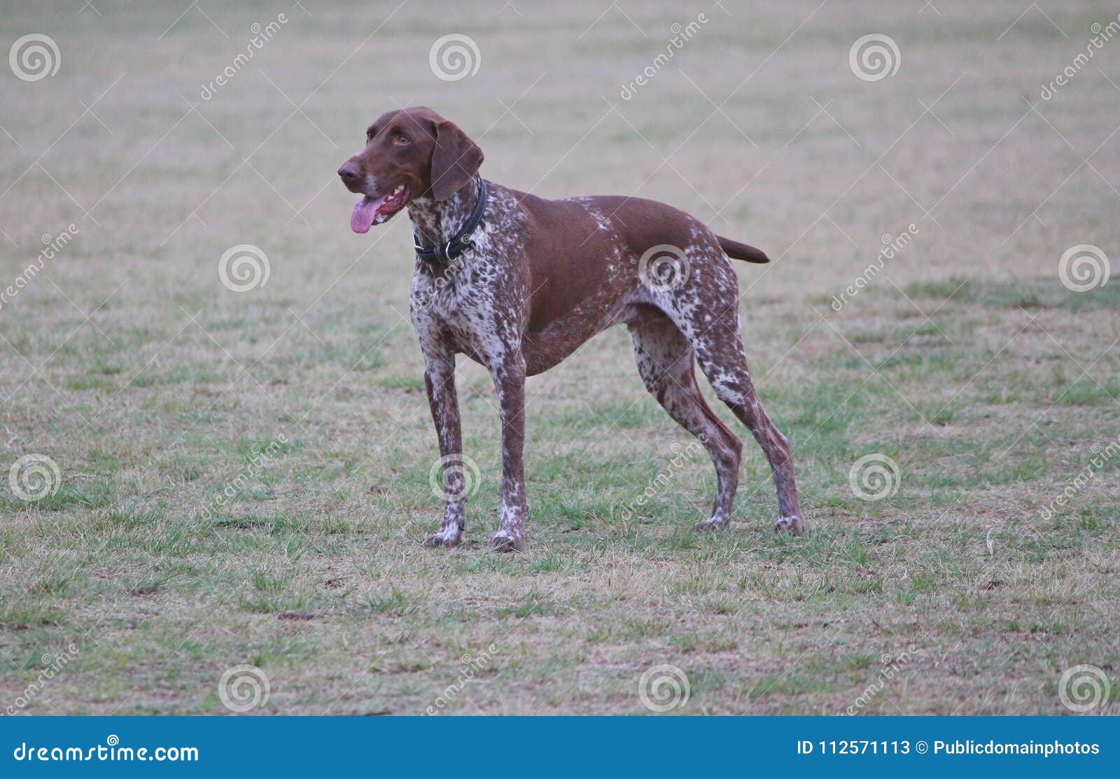 Dog, Dog Breed, Dog Like Mammal, Old Danish Pointer Picture. Image ...