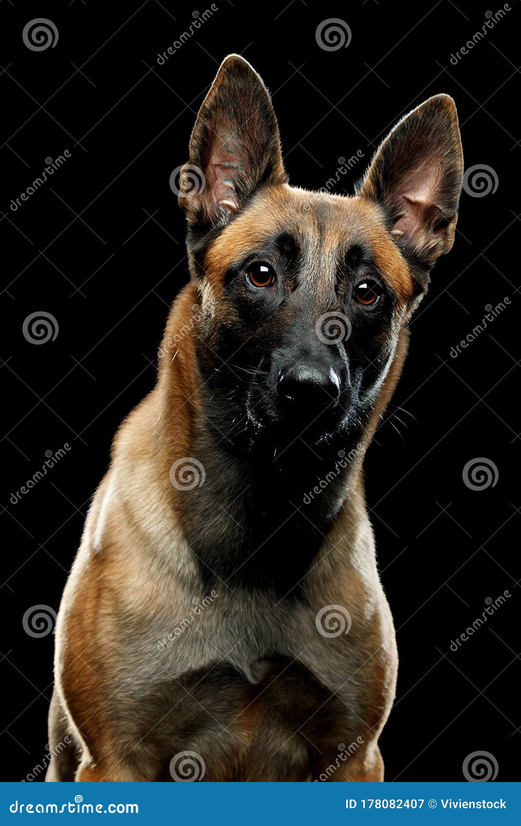 Dog Breed Malinois in the Studio Stock Image - Image of background ...