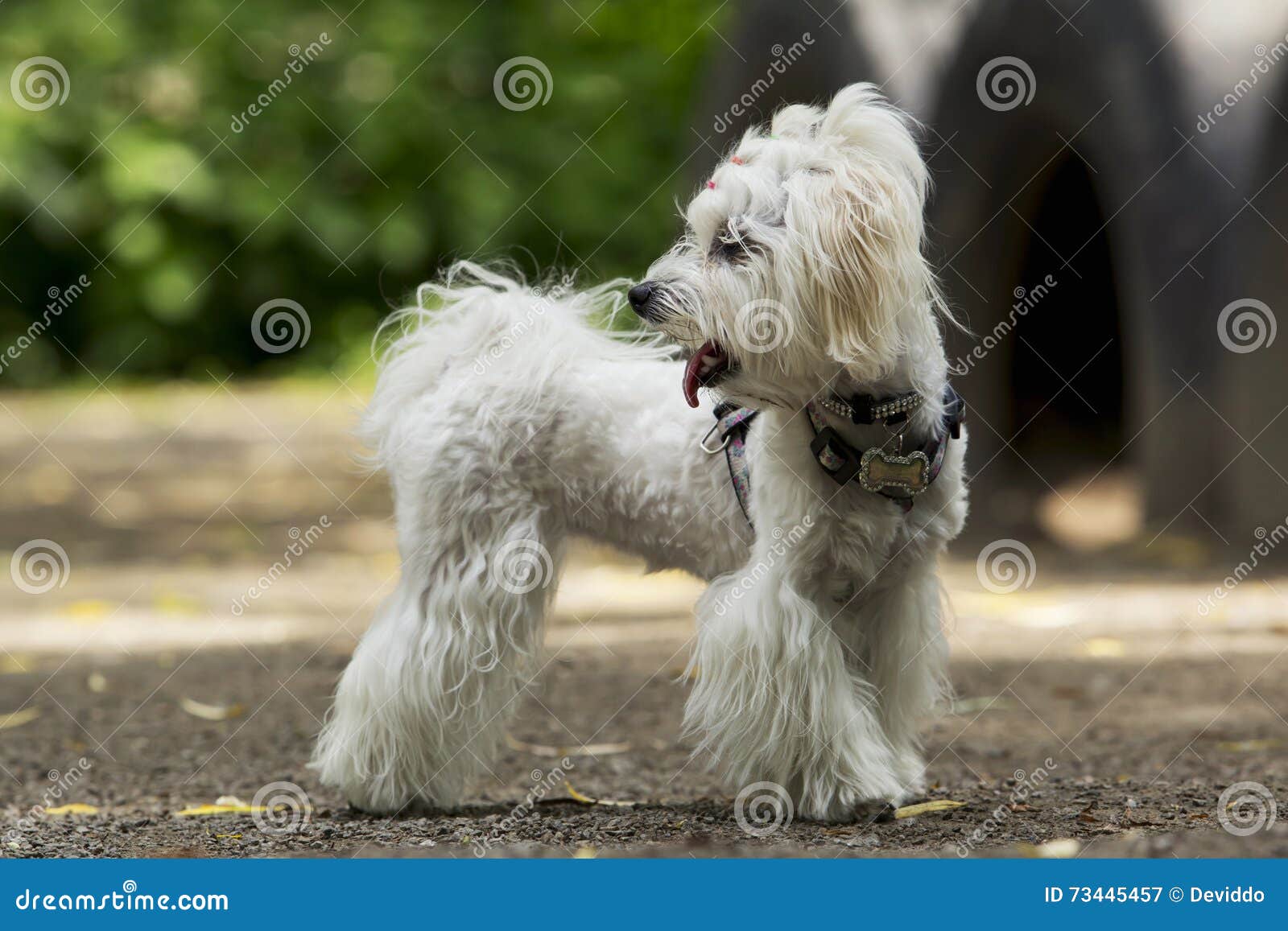 Dog breed maltese bichon stock image. Image of animal - 73445457
