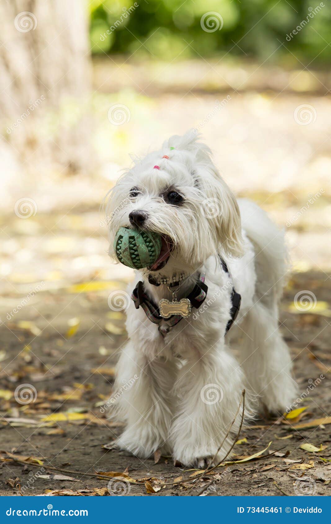 Dog breed maltese bichon stock image. Image of cute, purebred - 73445461