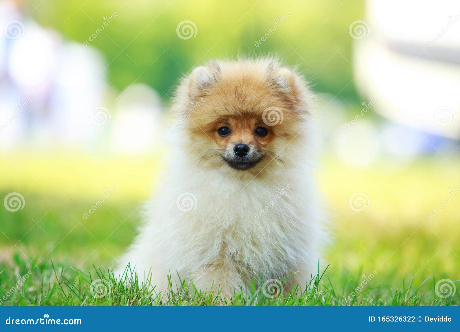 The Dog Breed Miniature Spitz Stock Photo - Image of ginger, friendship ...