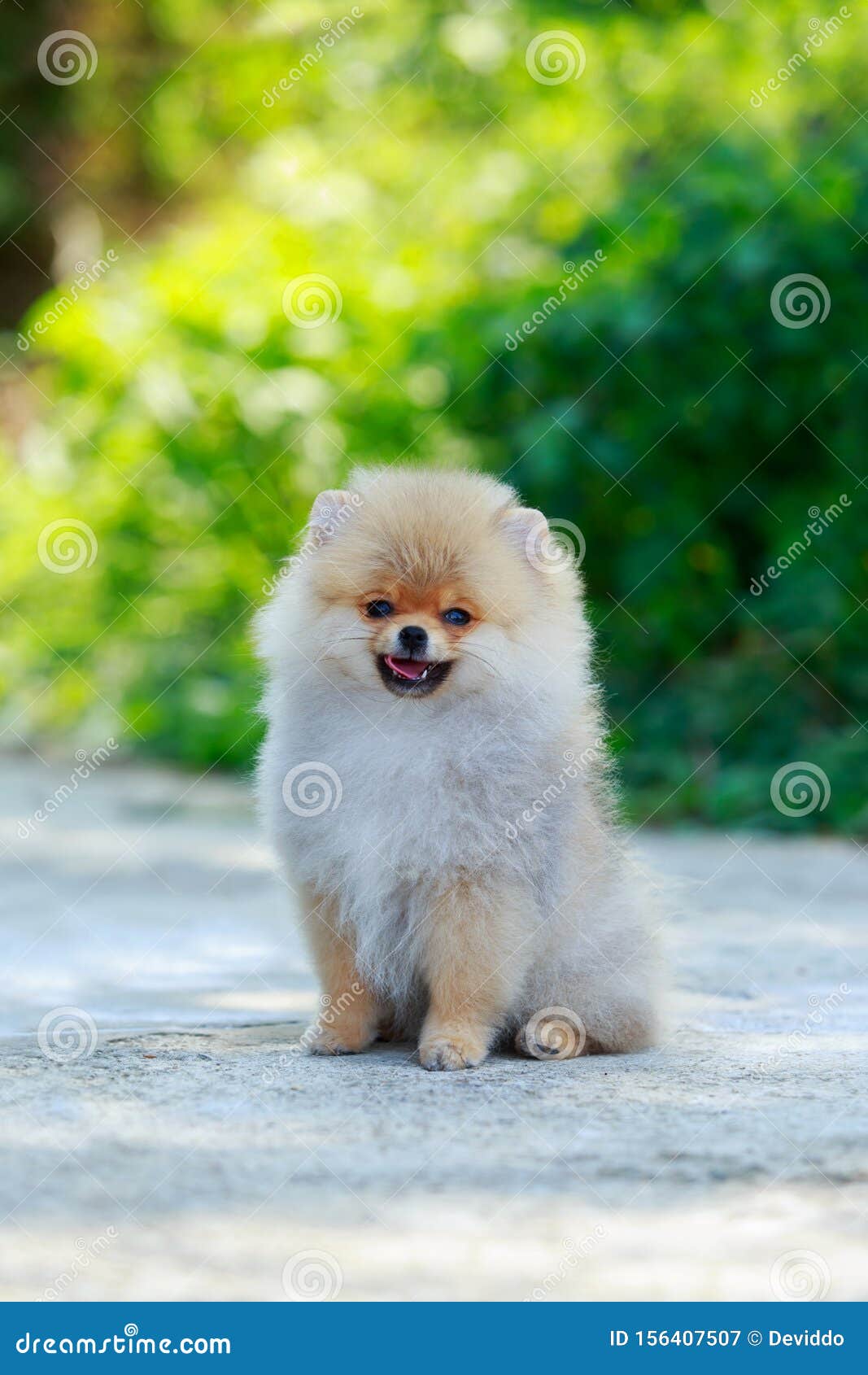 The Dog Breed Miniature Spitz Stock Image - Image of canine, looking ...