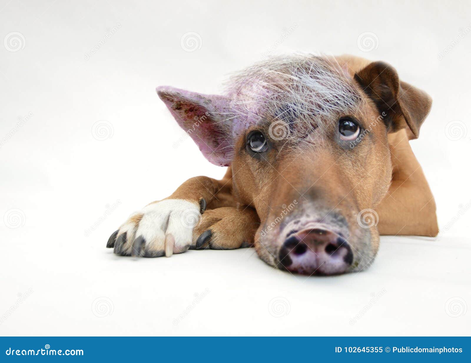 Dog Breed, Dog, Nose, Snout Picture. Image: 102645355