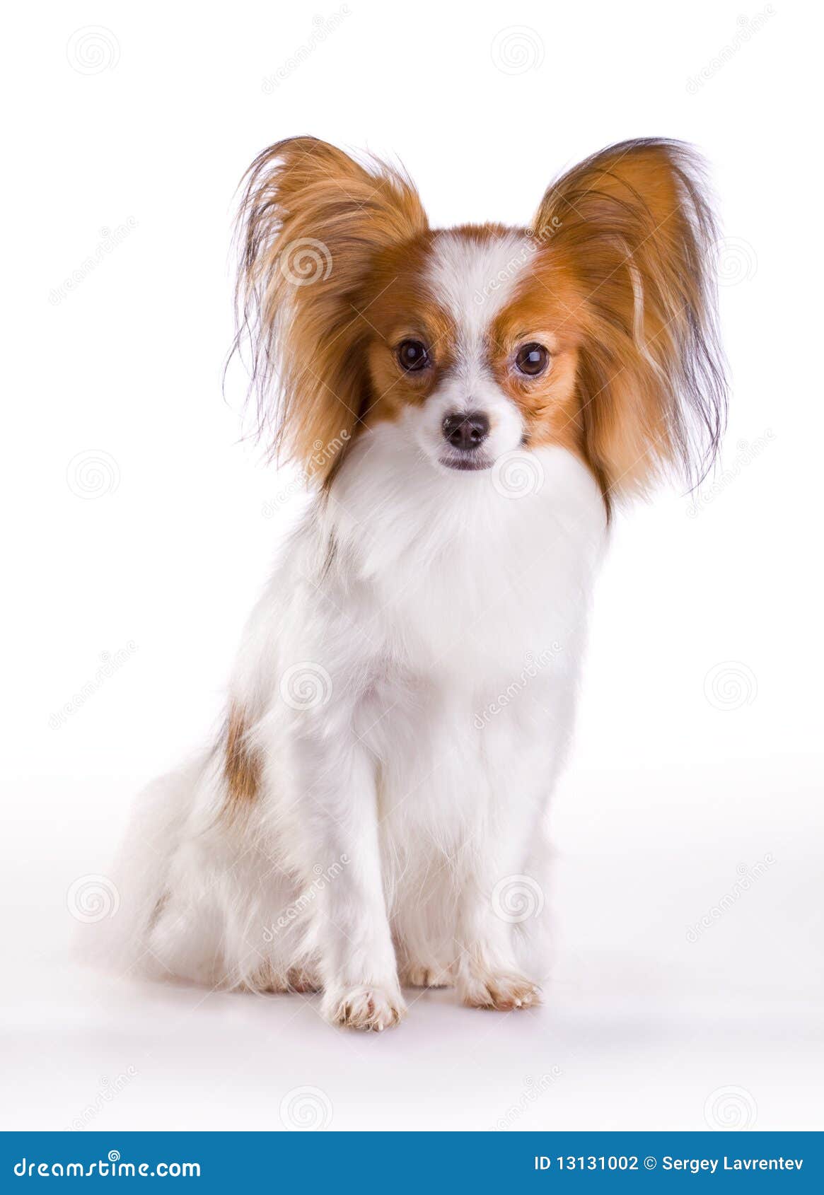 Dog of breed papillon stock photo. Image of isolated - 13131002