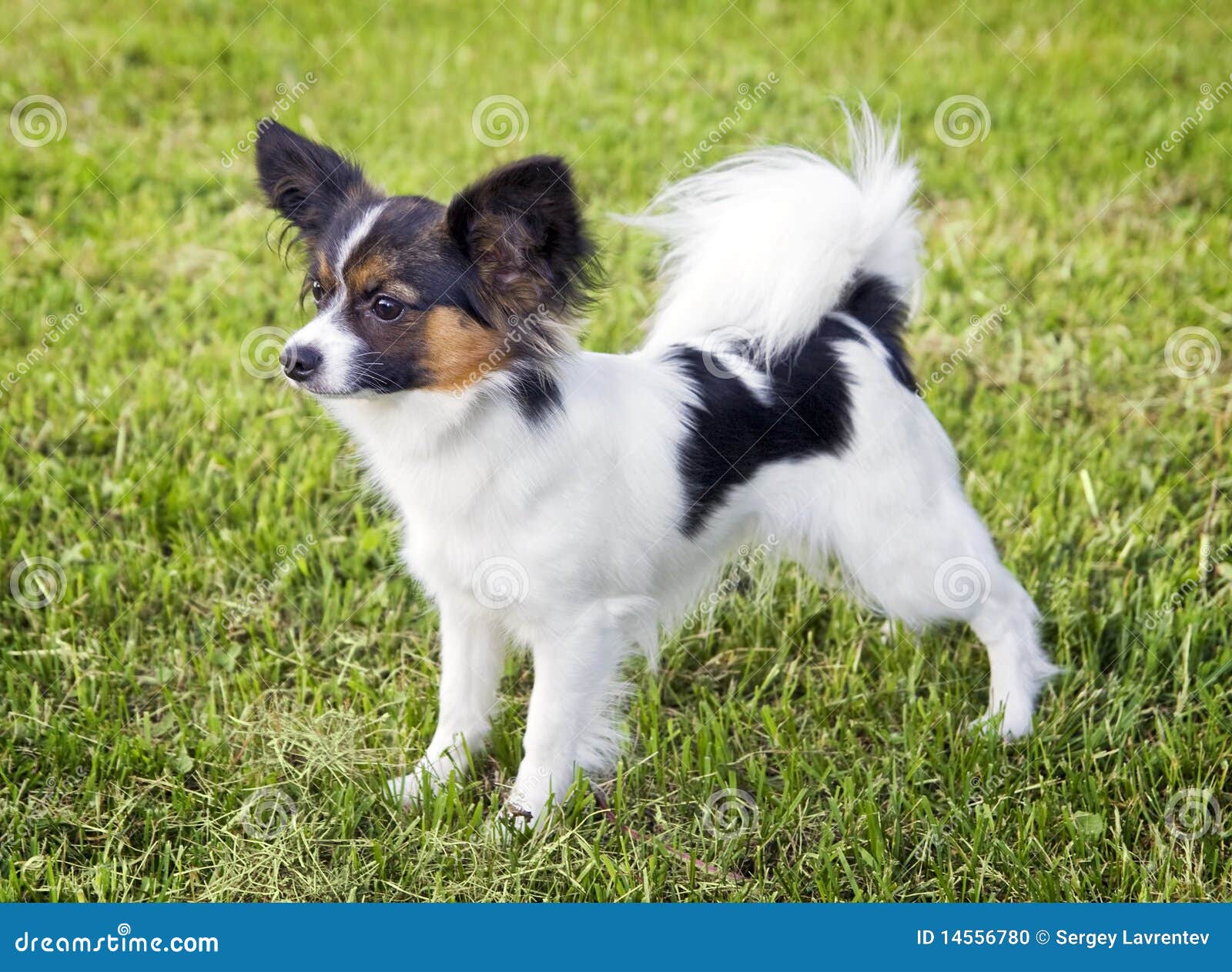 Dog Of Breed Papillon Stock Photography | CartoonDealer.com #14556758
